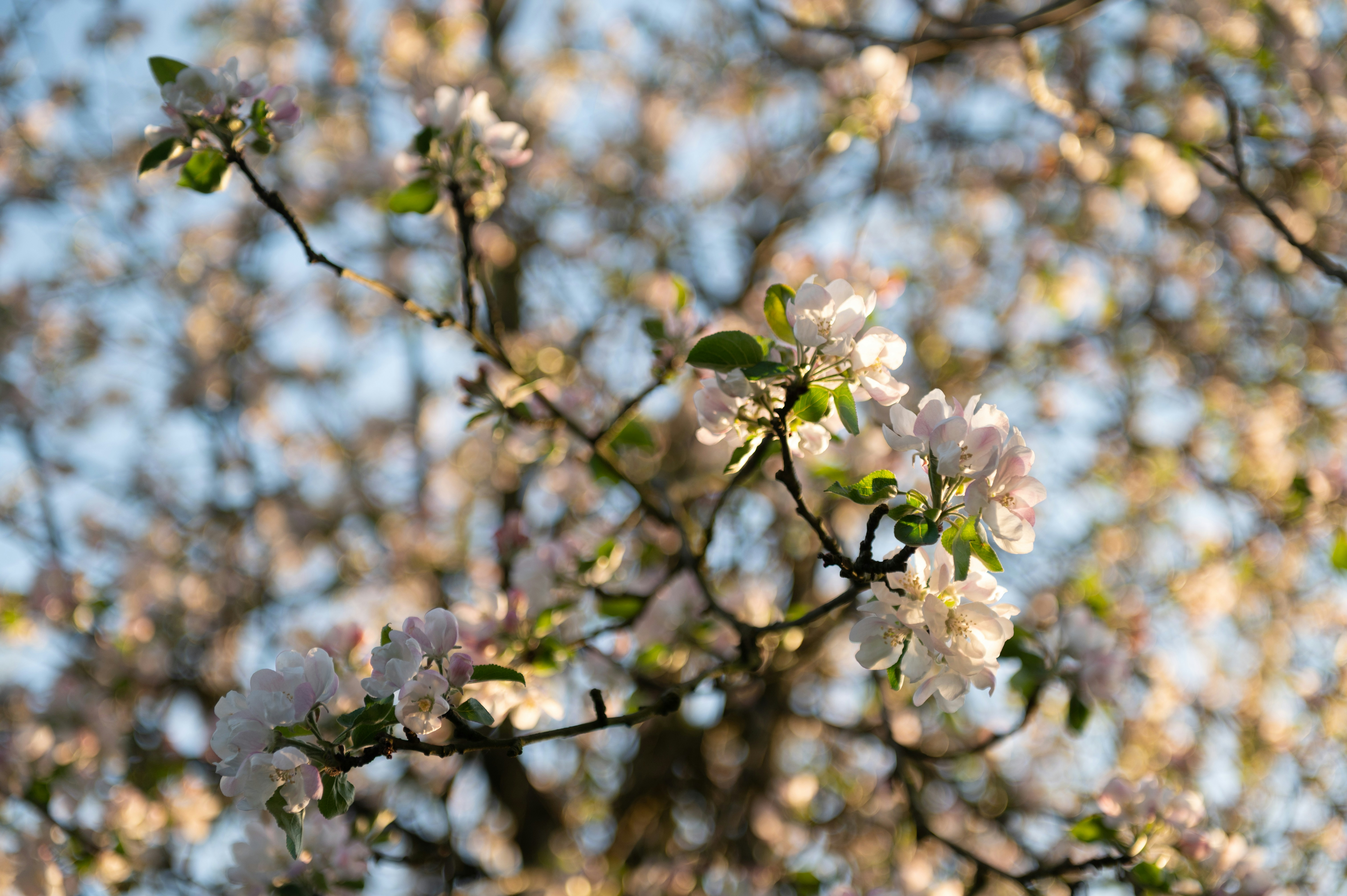 Blossom Wire: A sunlit spray of pale florals on a windy branch