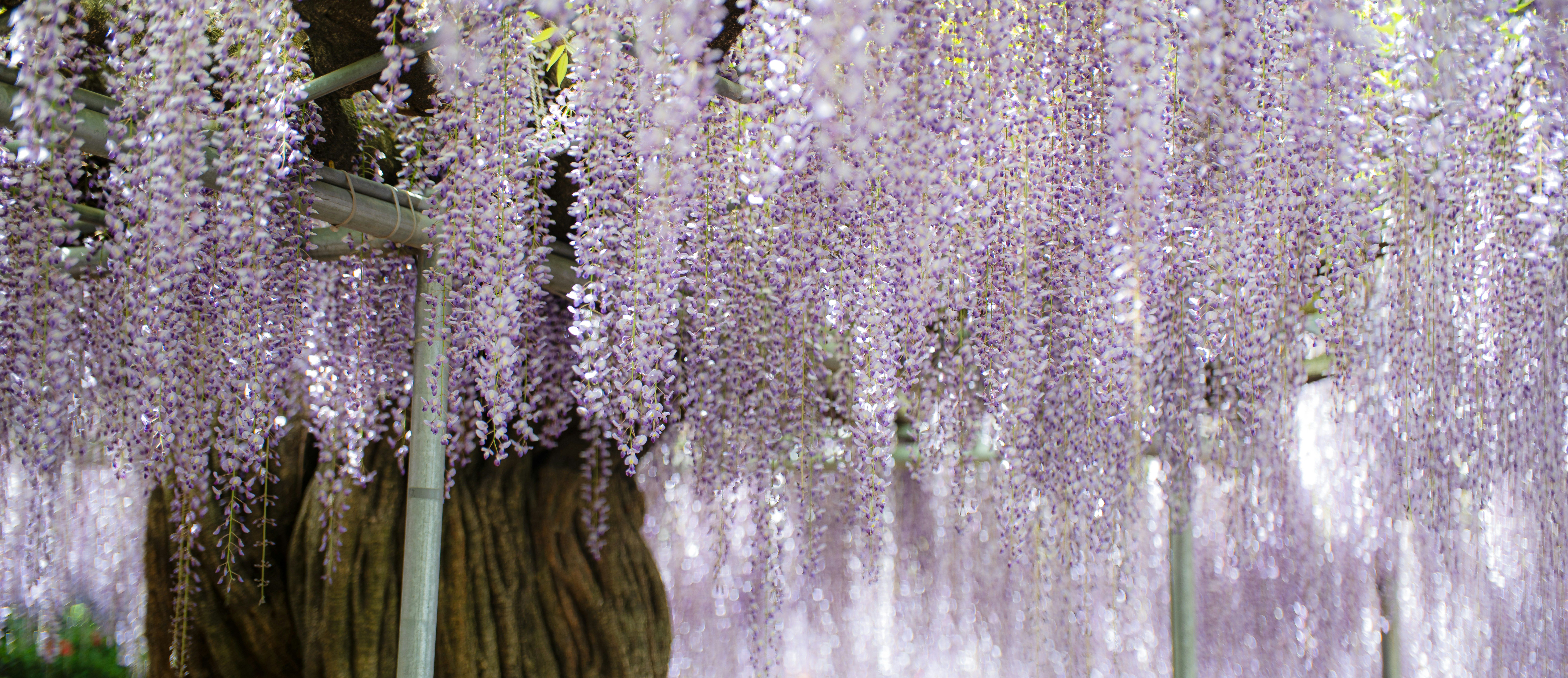Hanging purple wisteria flowers cascade down