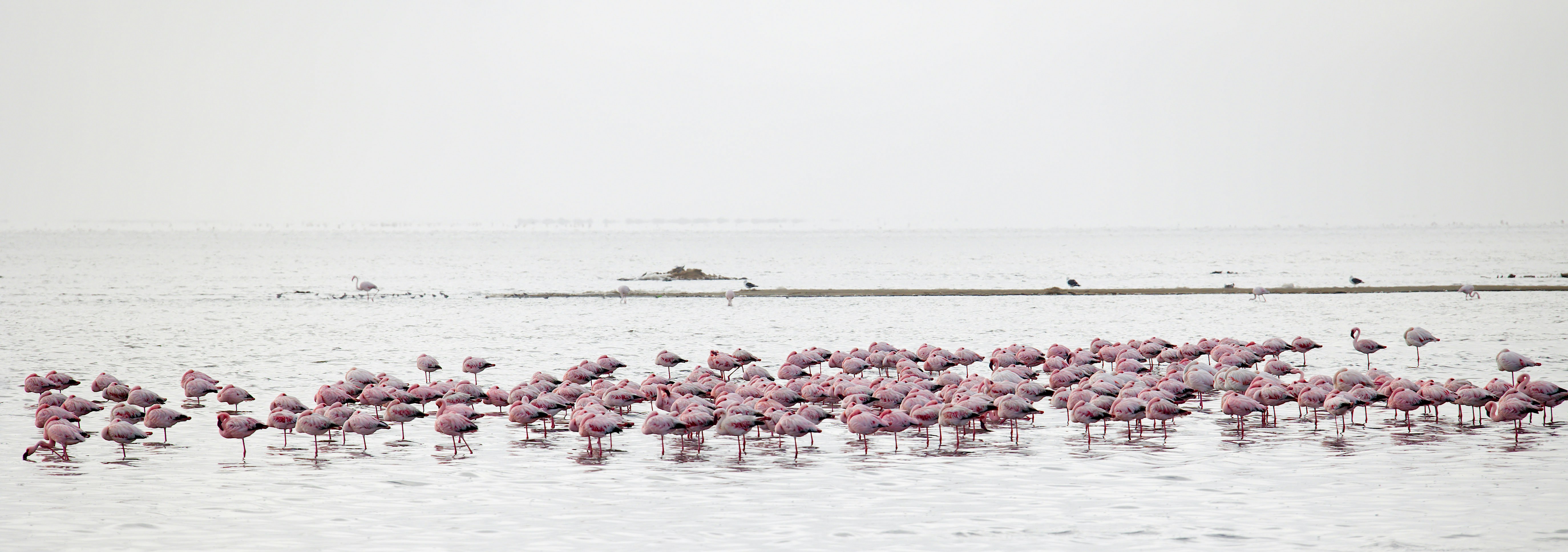 Herd of Flamingos in a Misty Coastal Shallows