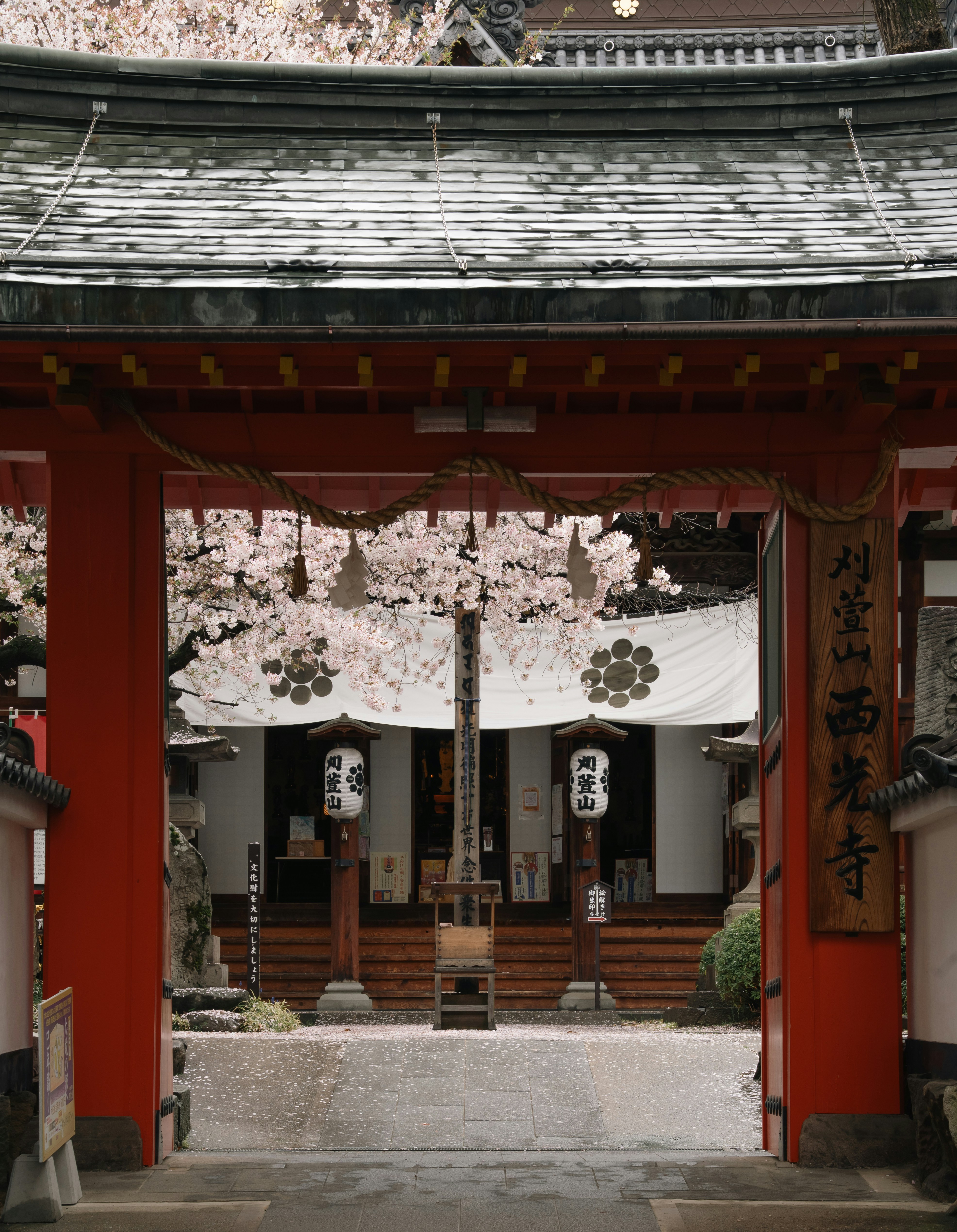 Gate to Sakura Temple: A Quiet Frame Beneath Blossoms