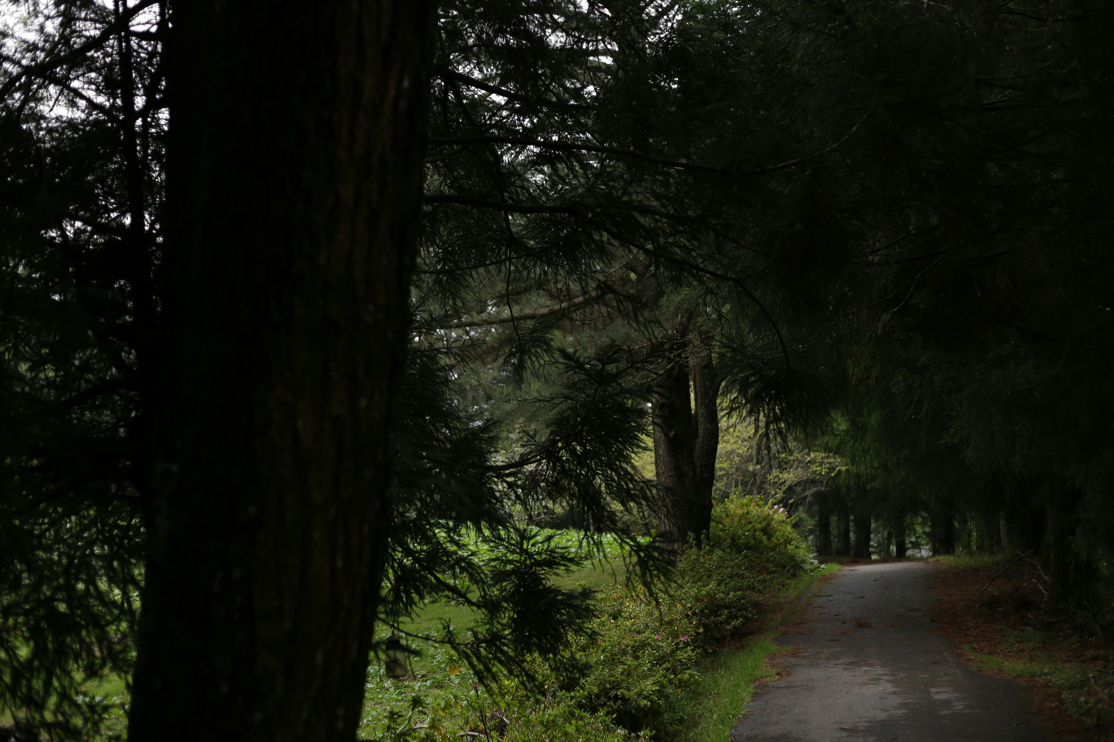 Path Through a Shadowed Green Corridor