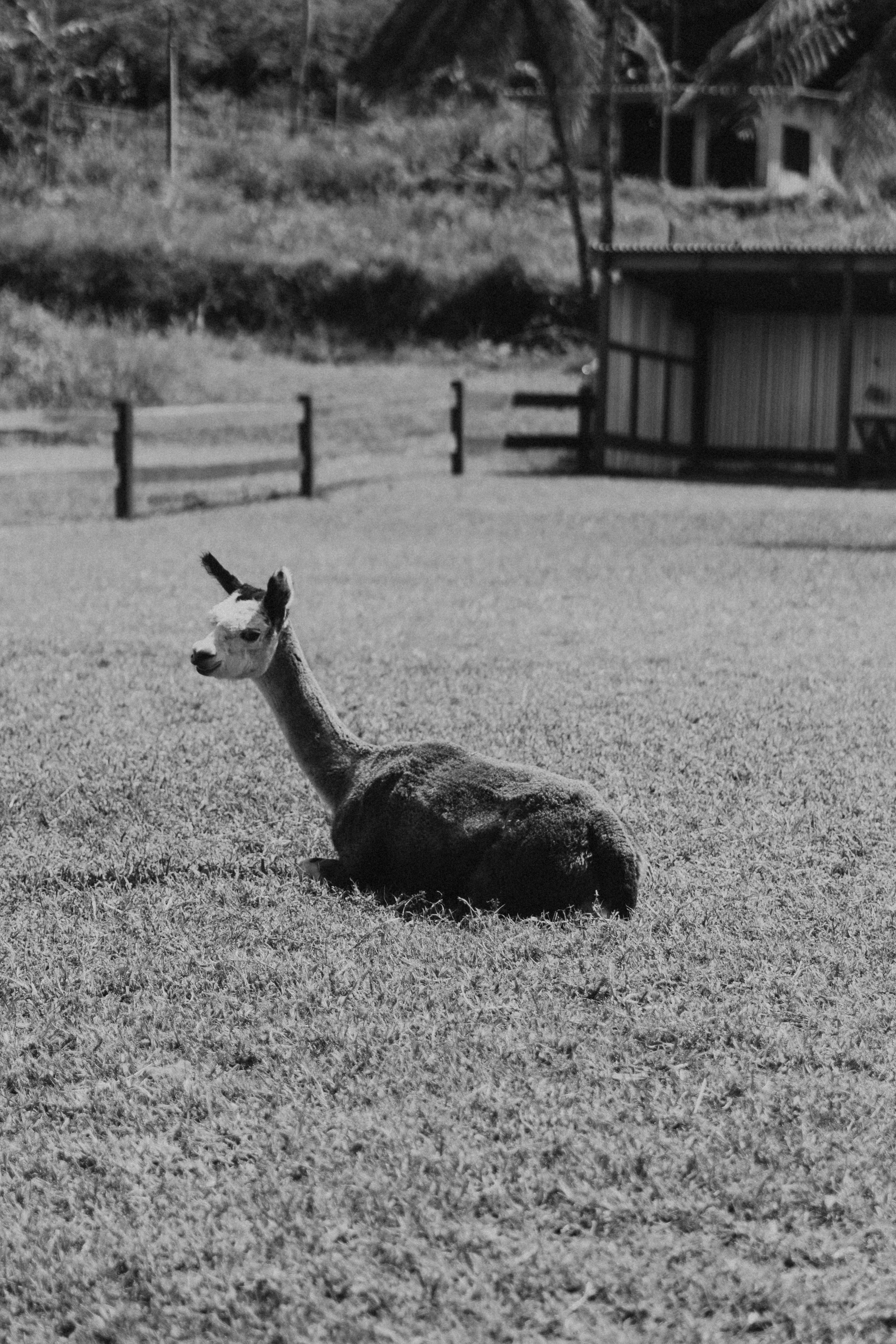 Llama Resting Under Sunlit Pasture with Barn Backdrop