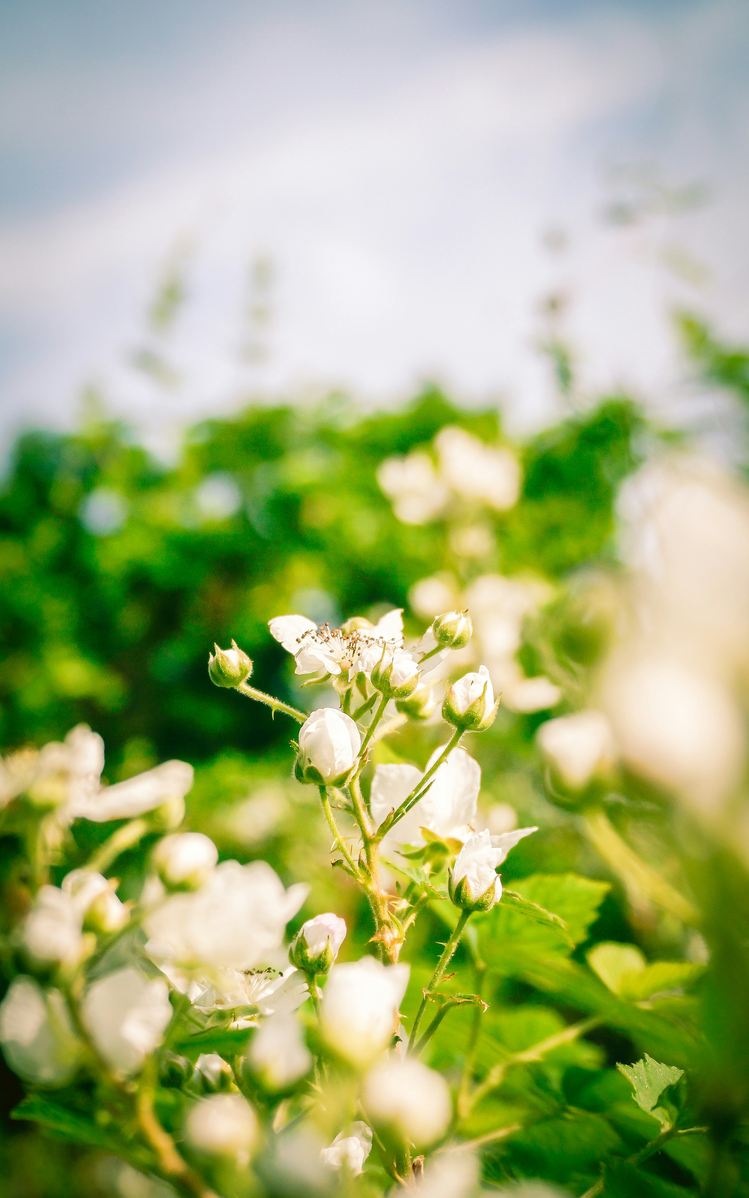 Blossoms in Soft Focus: A Sunlit Field of White Buds