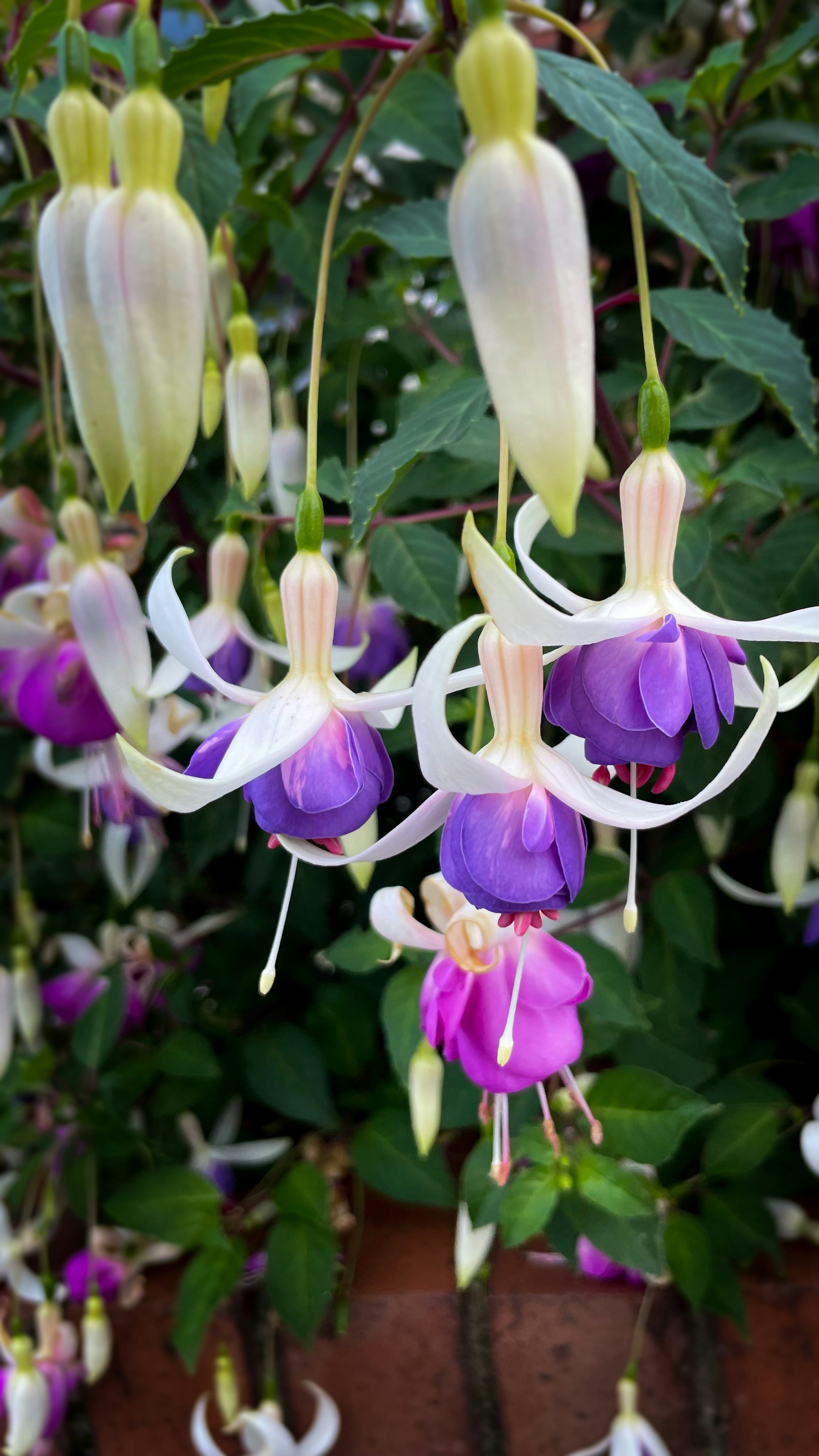 Hanging fuchsia flowers in purple and white