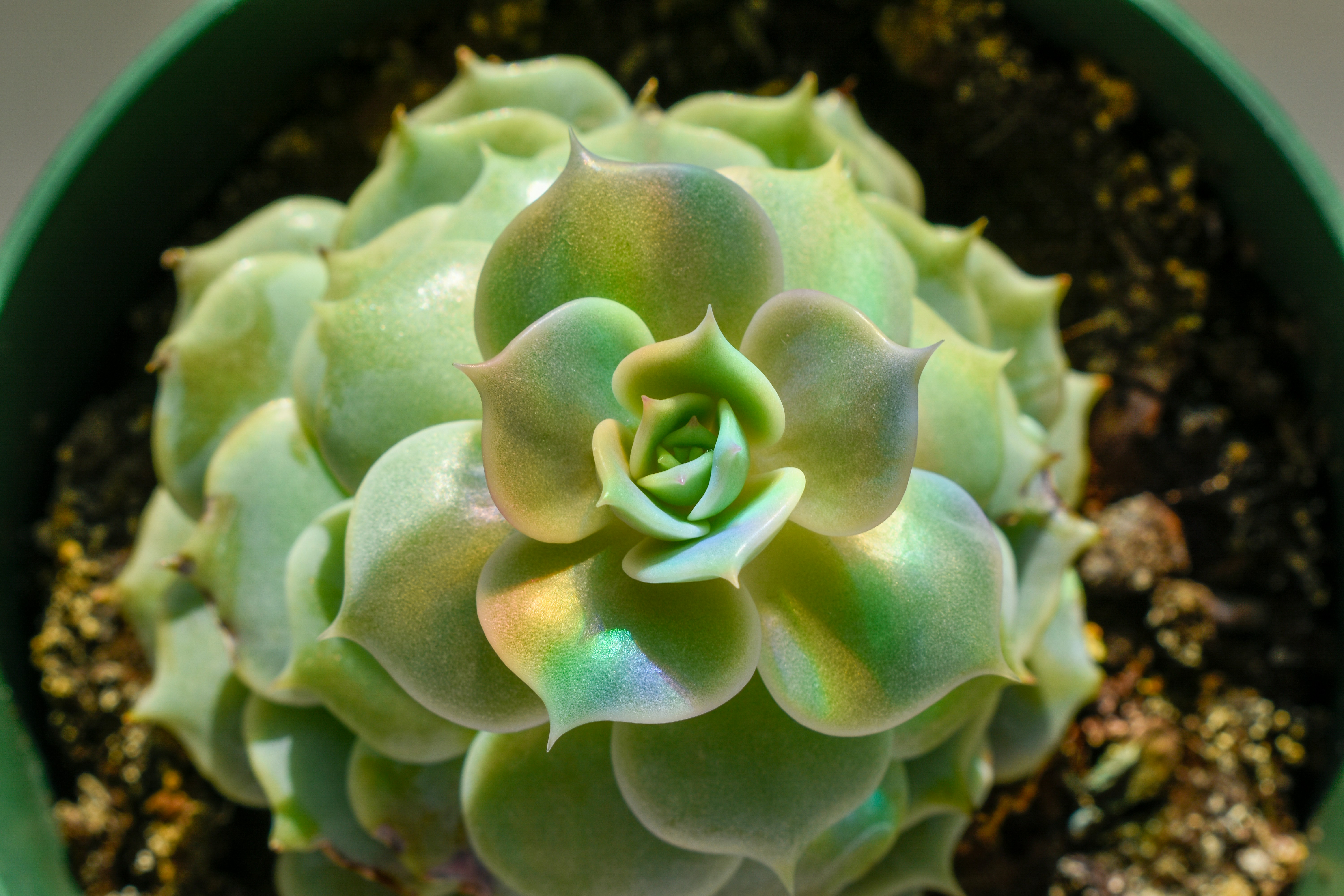 Rotund Rosette: A Hushed Green Succulent Symmetry