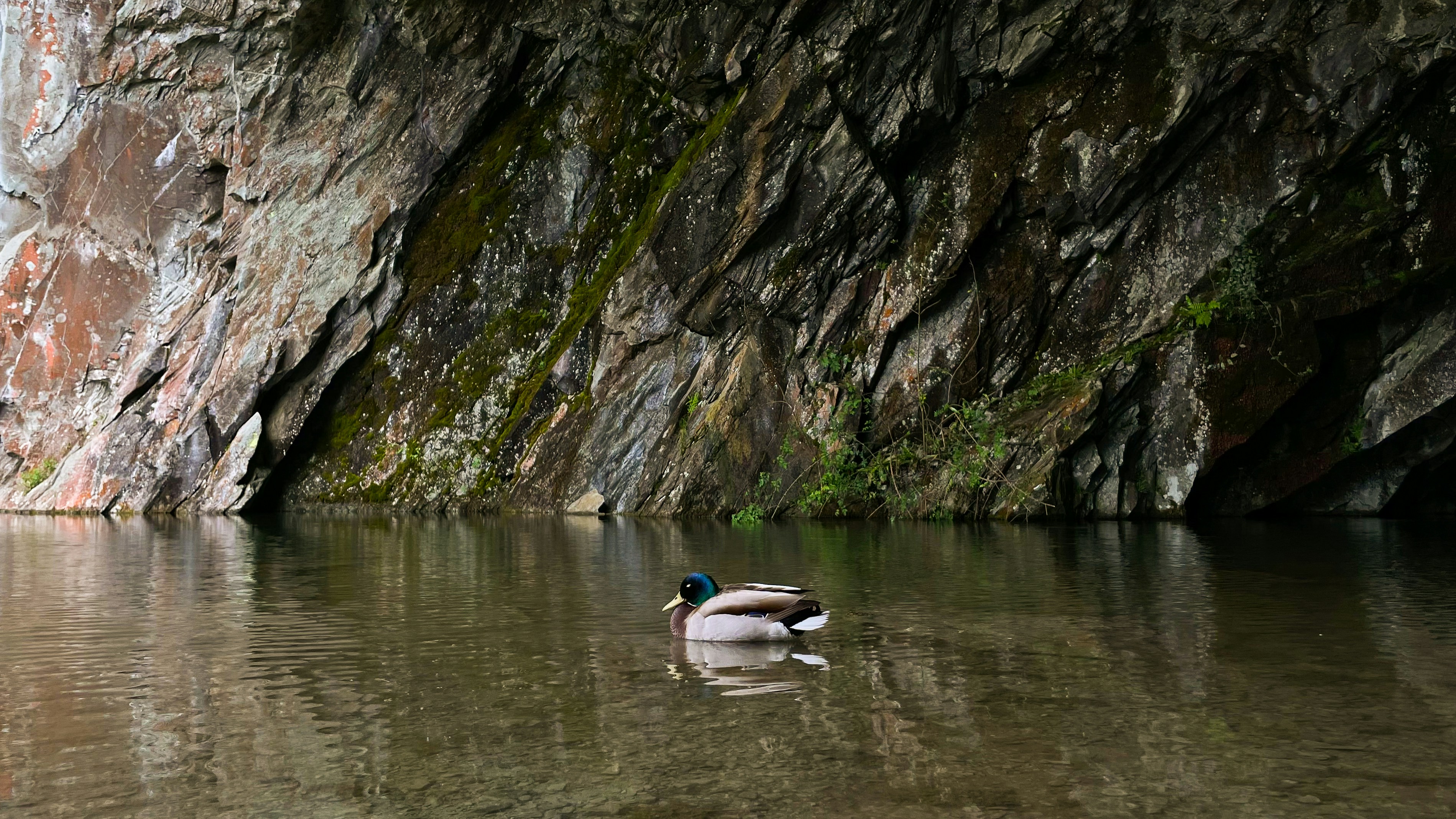 Duck drifting along a shadowed rock-edged pool