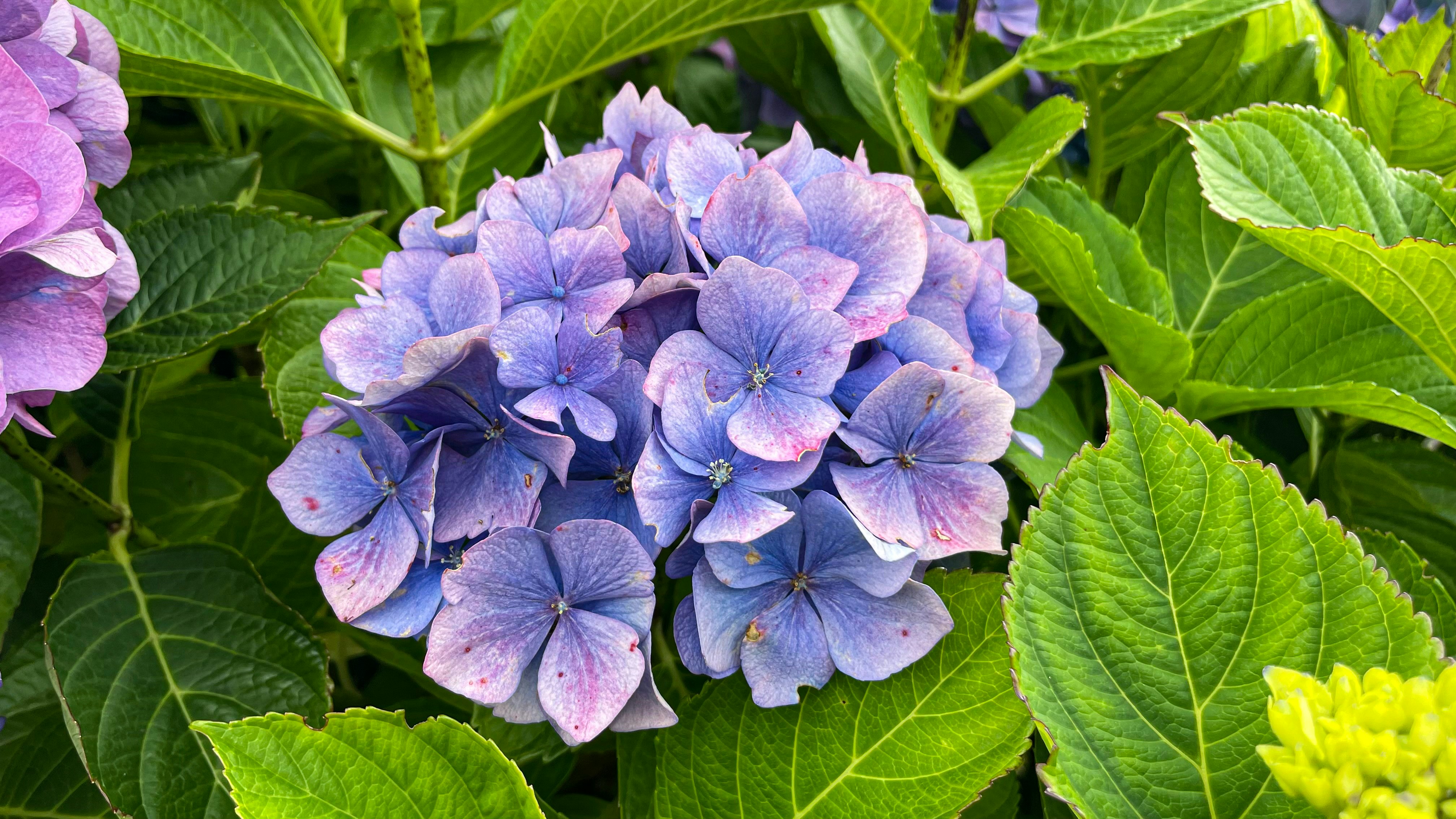 Lavender Hydrangea Cluster in Lush Greenery