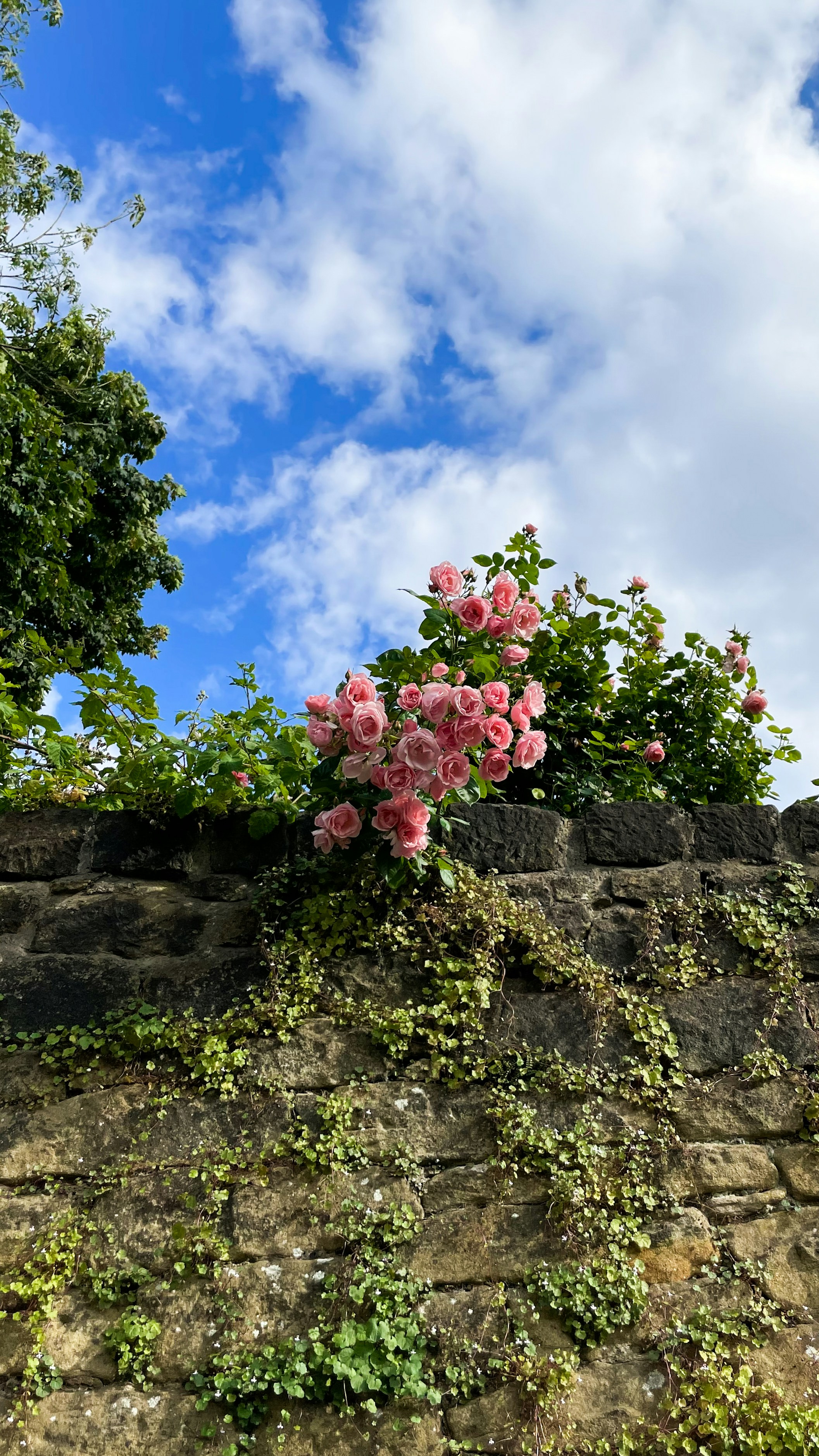 Pink climbers over stone wall beneath a blue sky