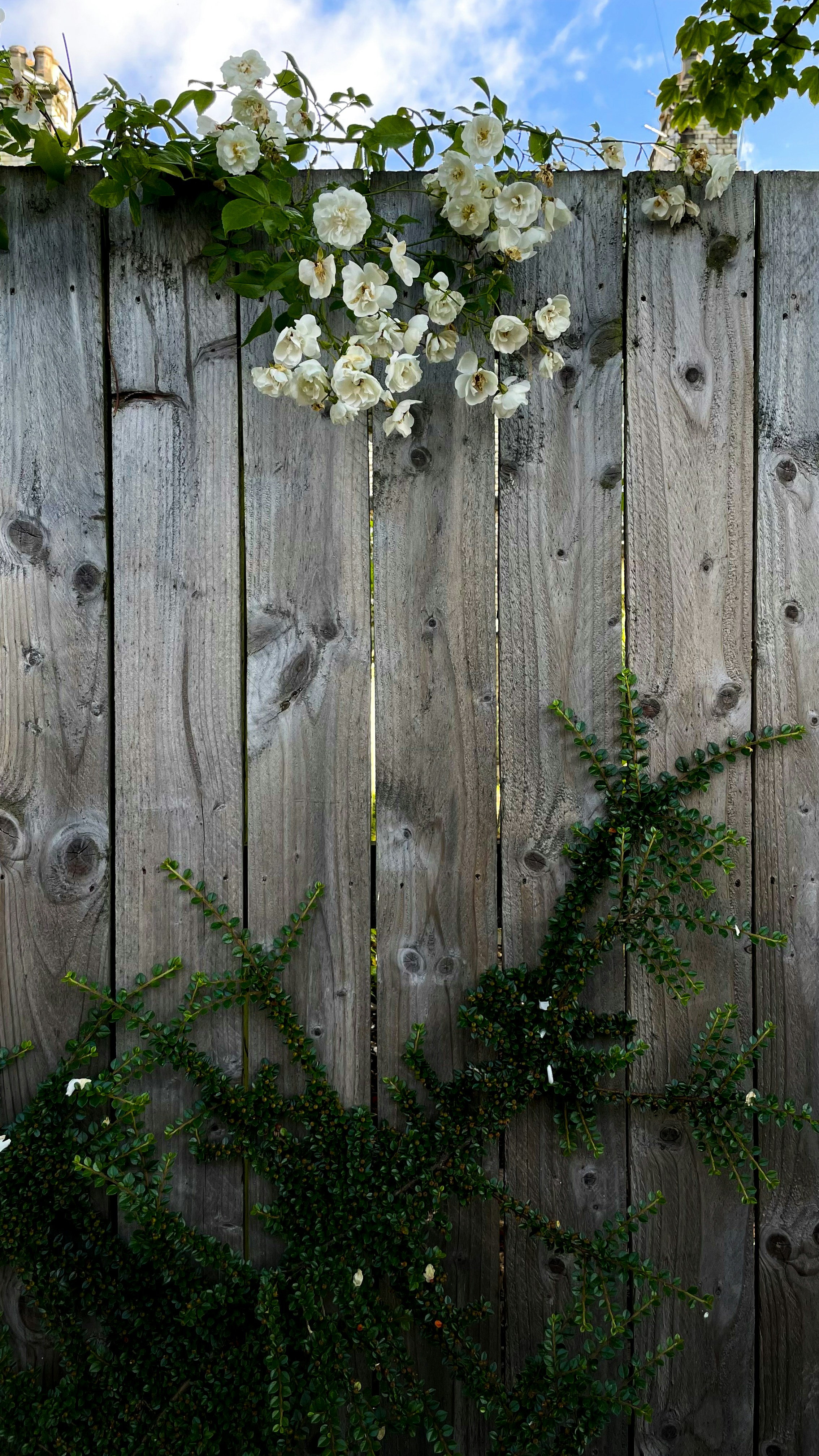White roses and green vines climb a wooden fence.