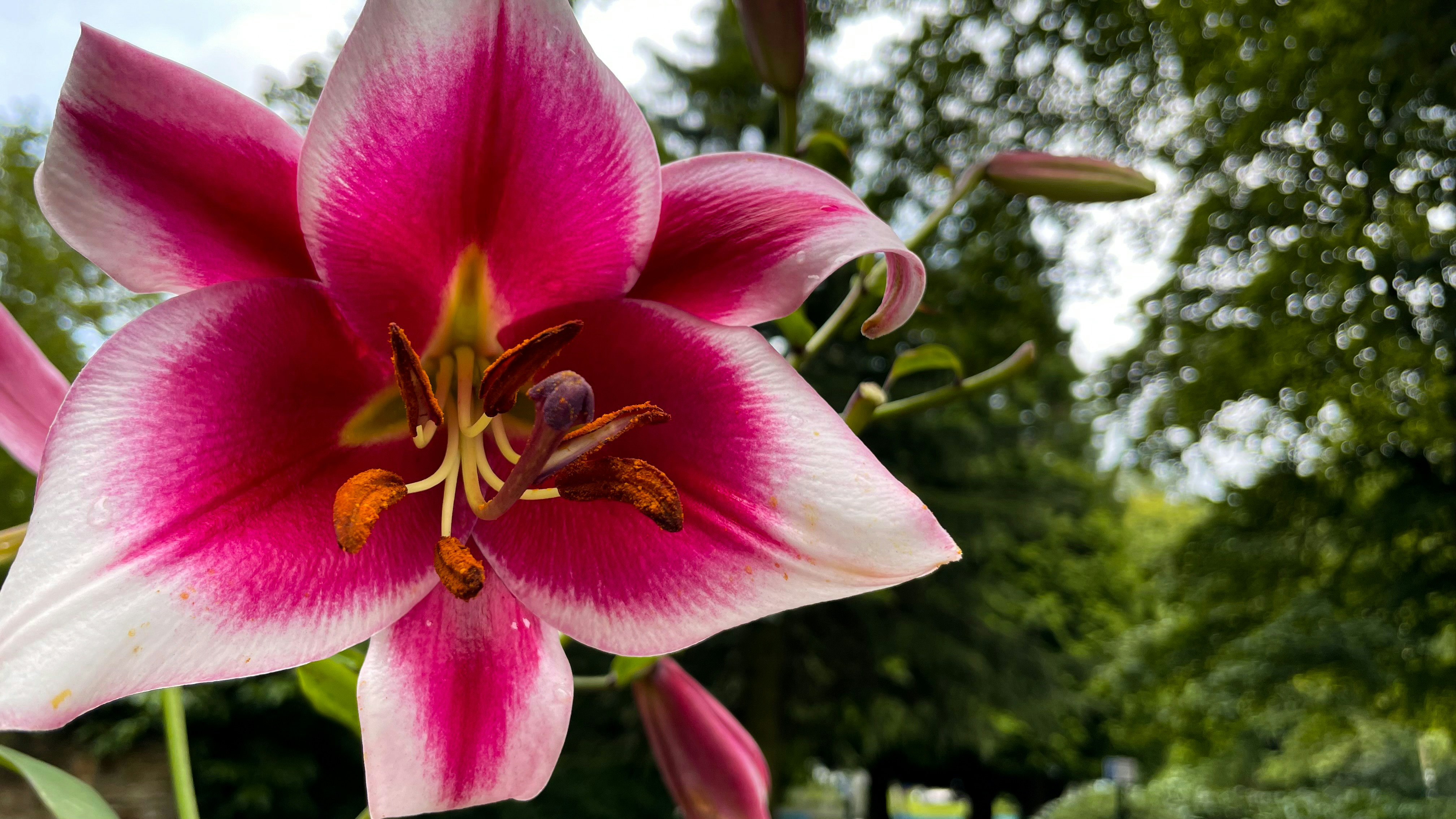 Crimson Starburst: A Lily at the Edge of the Garden