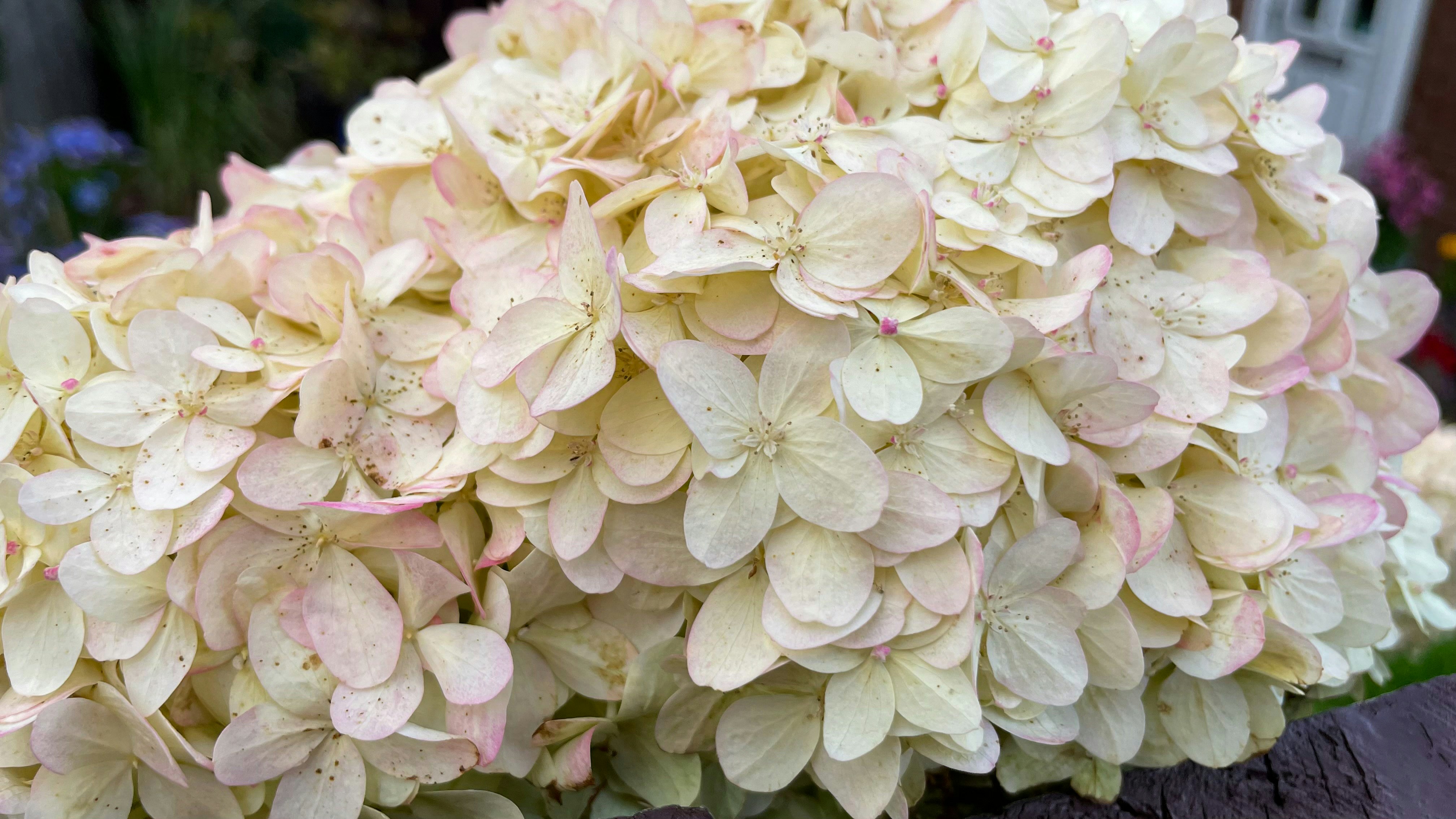 Soft Hydrangea Wake: Pastel Blossoms in Soft Morning Light