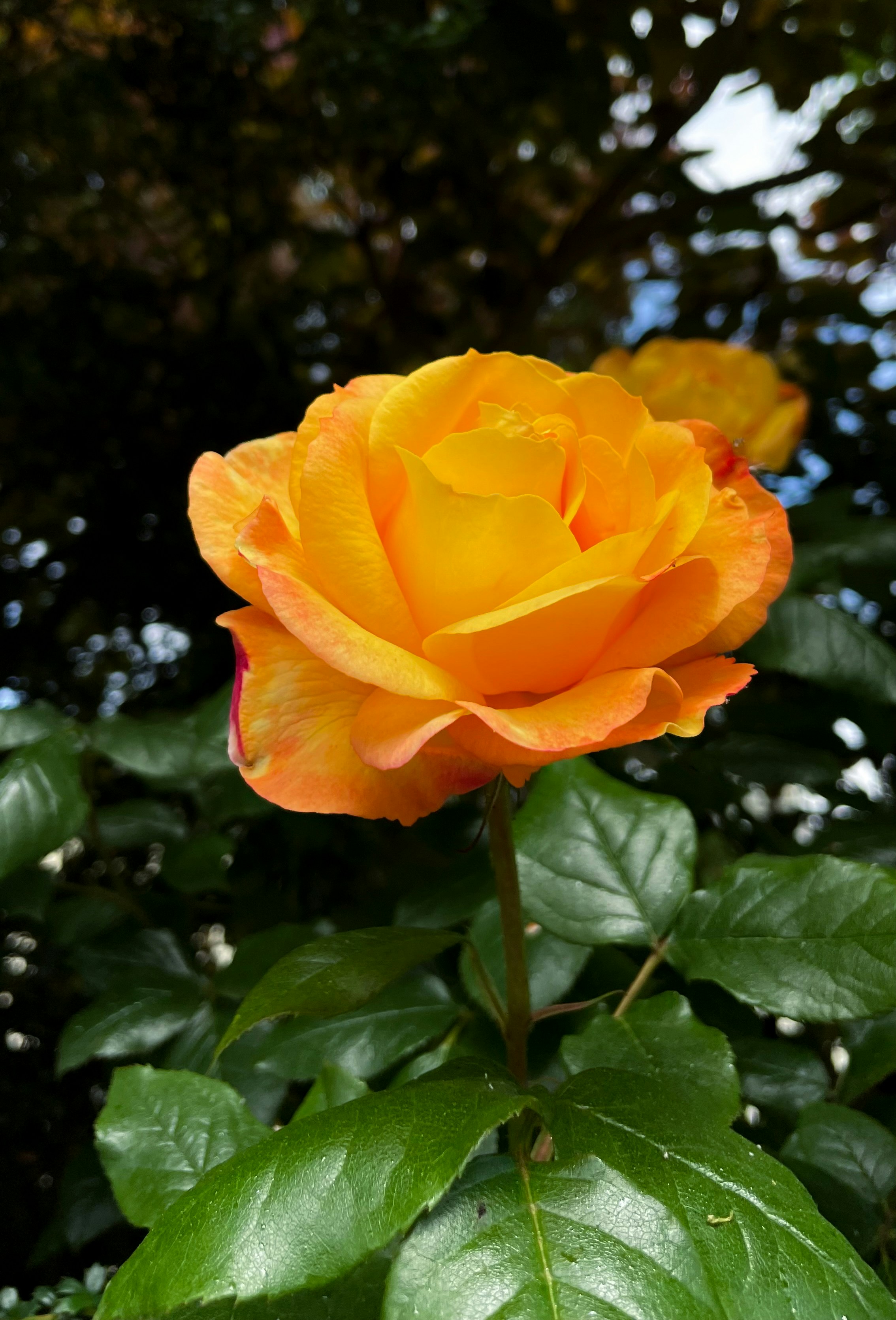 Golden Rose in Focus: Sunlit Petals Against a Verdant Backdrop