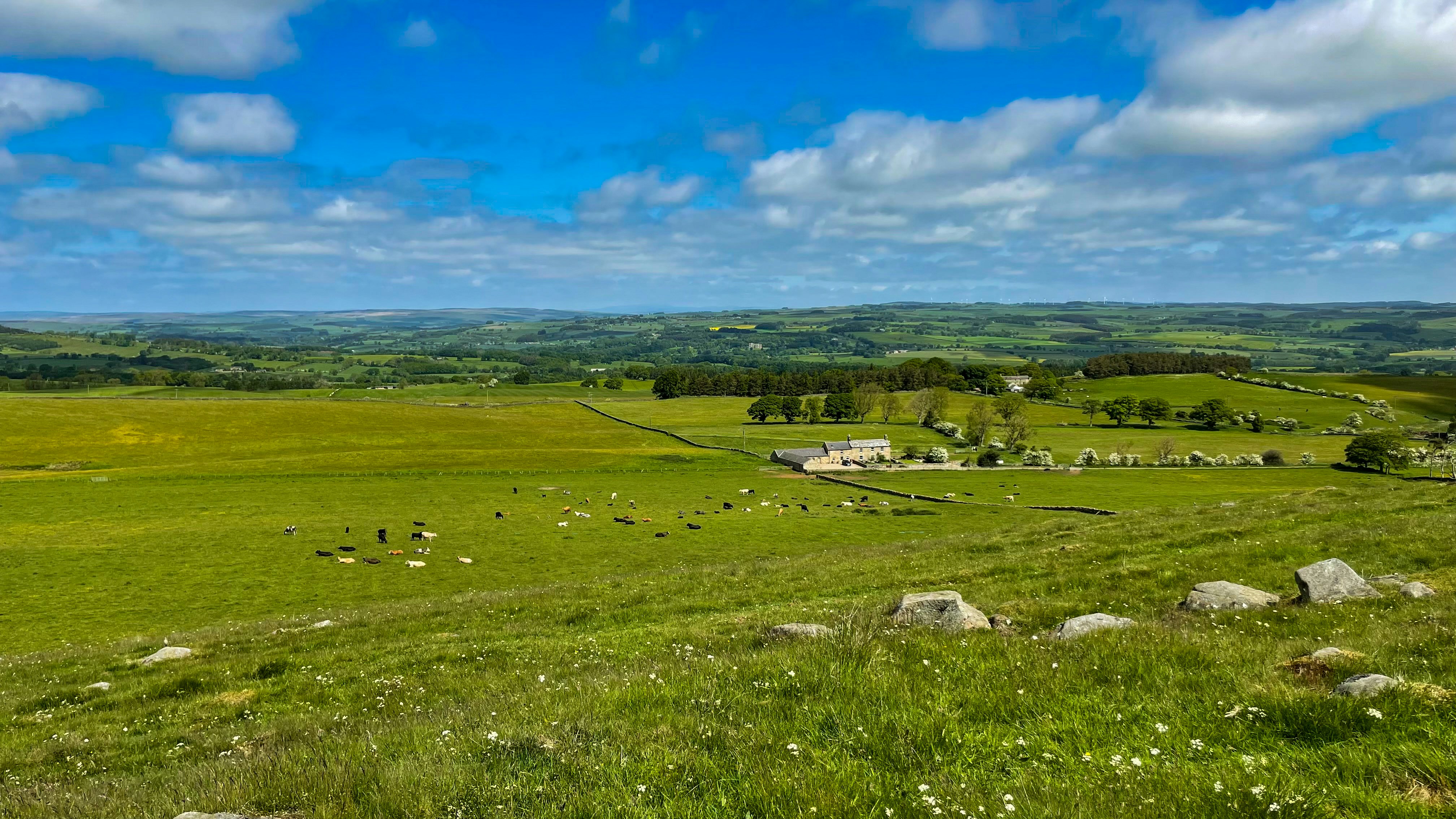 Verdant Pasture beneath a Cerulean Sky