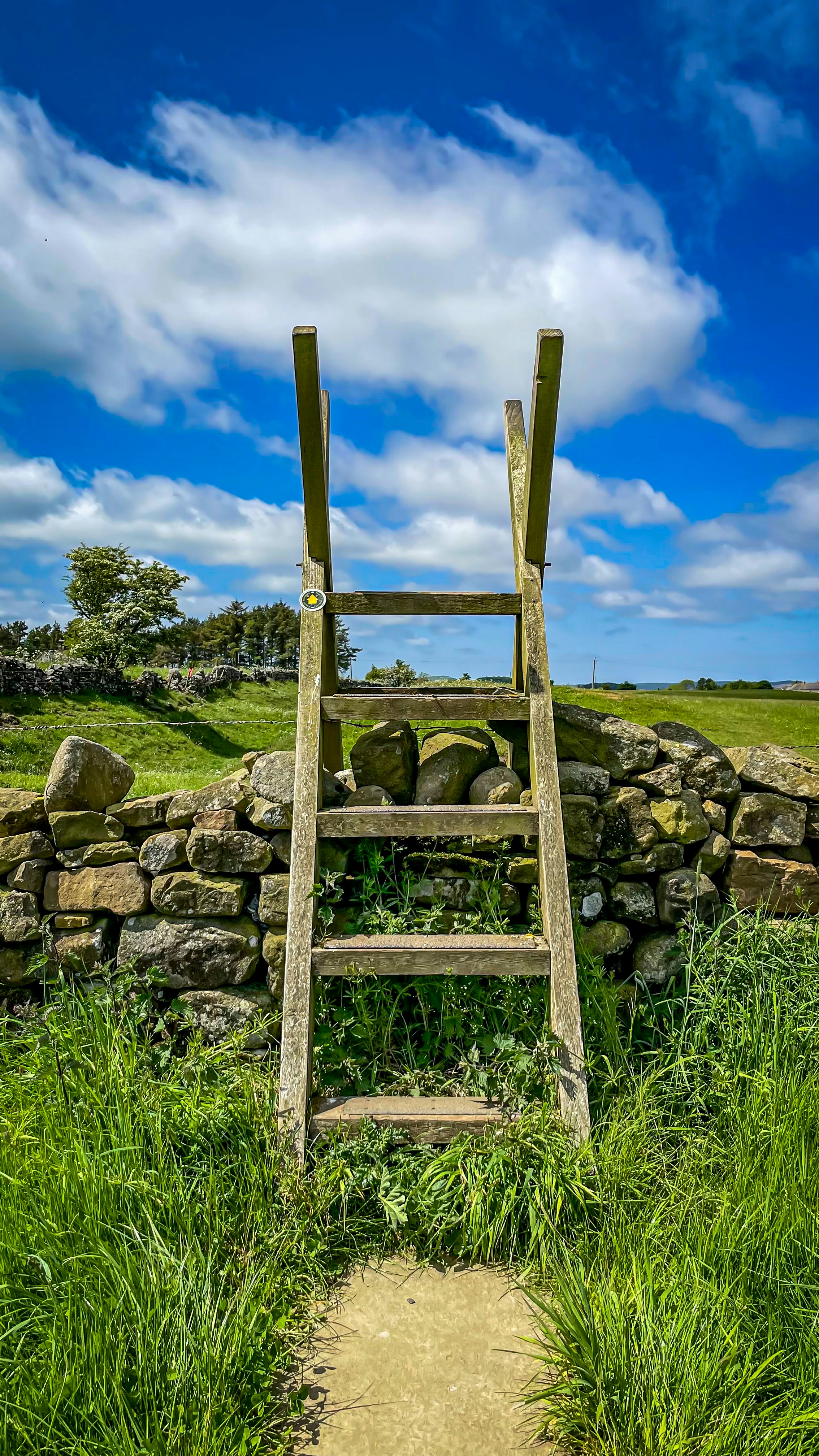 Ladder to the Field: A Weathered Ascent into Green Pastures
