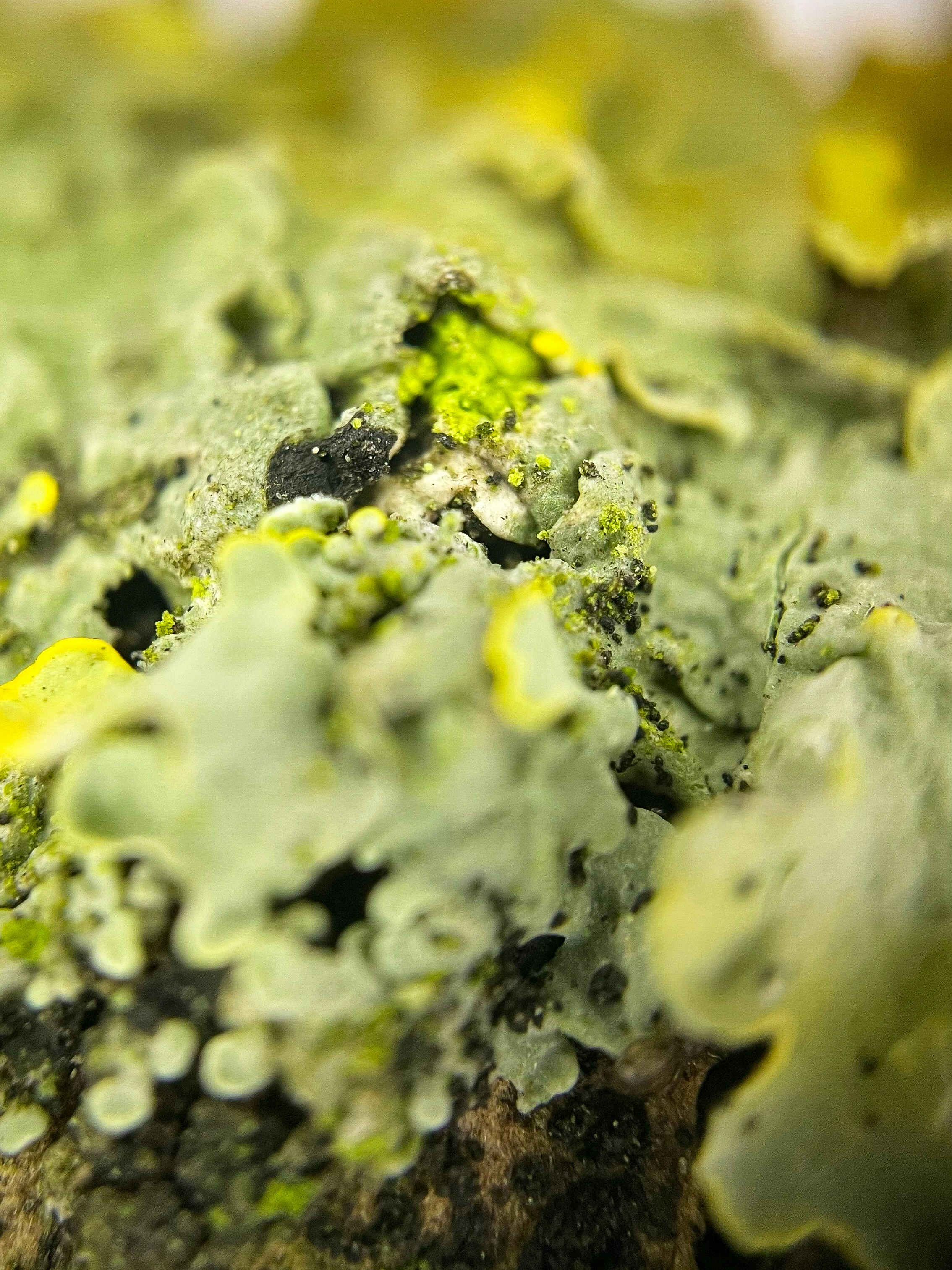 Microcosm of moss and lichen: emerald specks in rugged texture