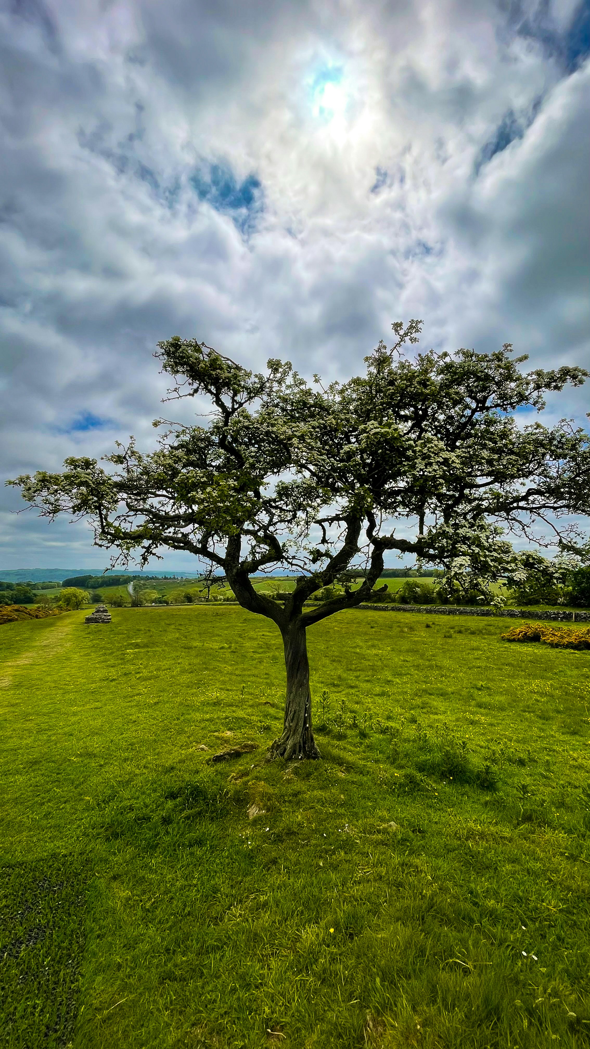 A solitary tree with white blossoms in a green field.