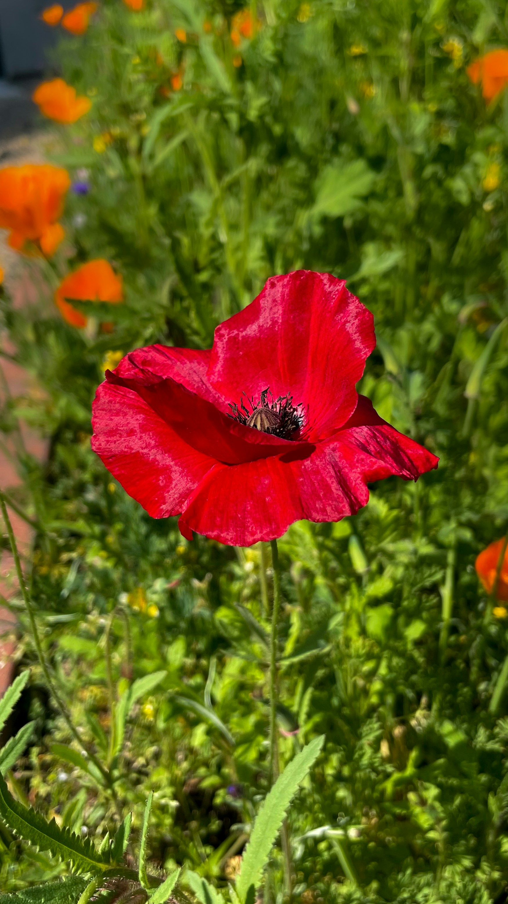 Crimson Petal in a Sea of Green
