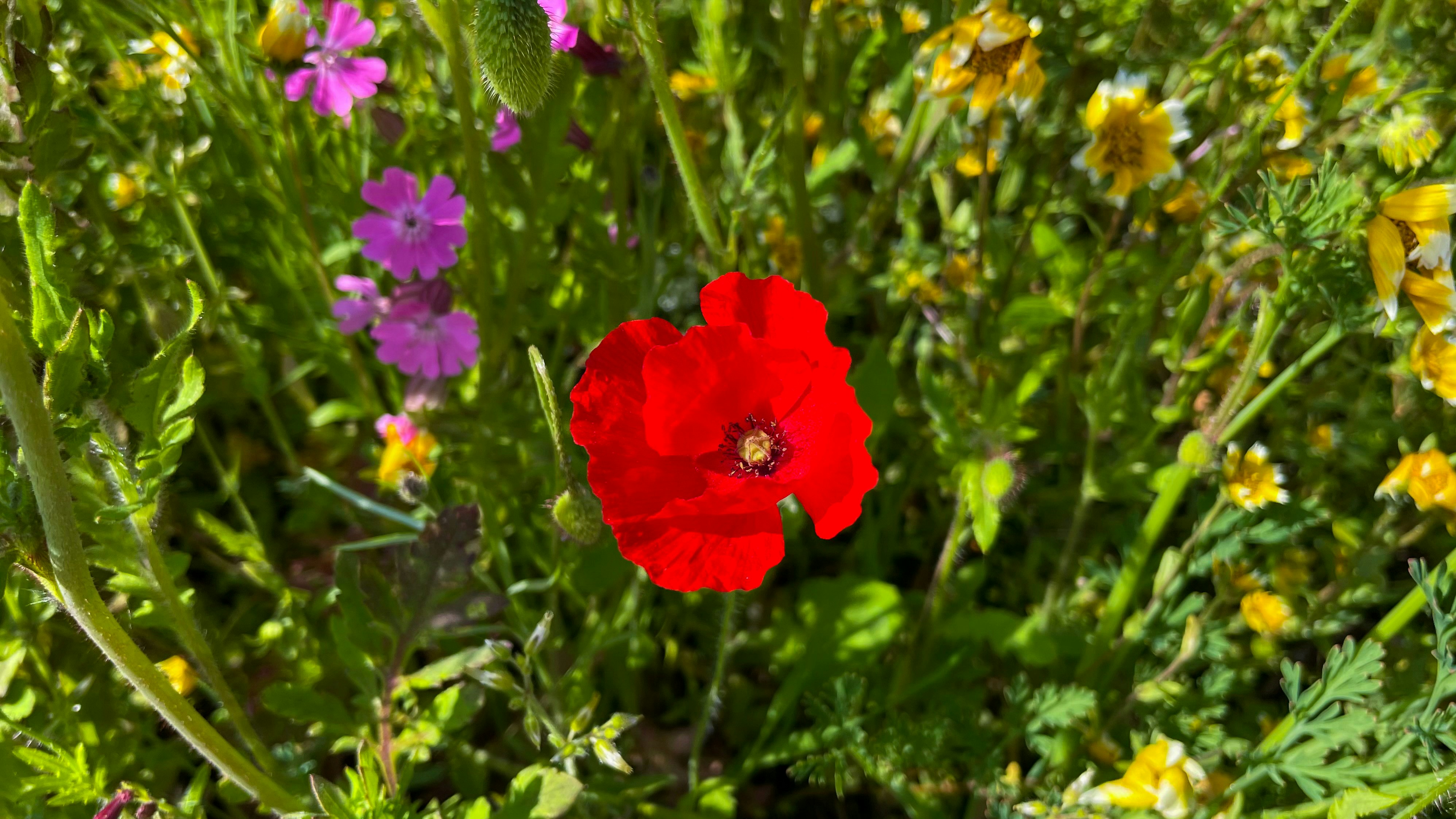 Crimson Papaver in a Meadow Burst