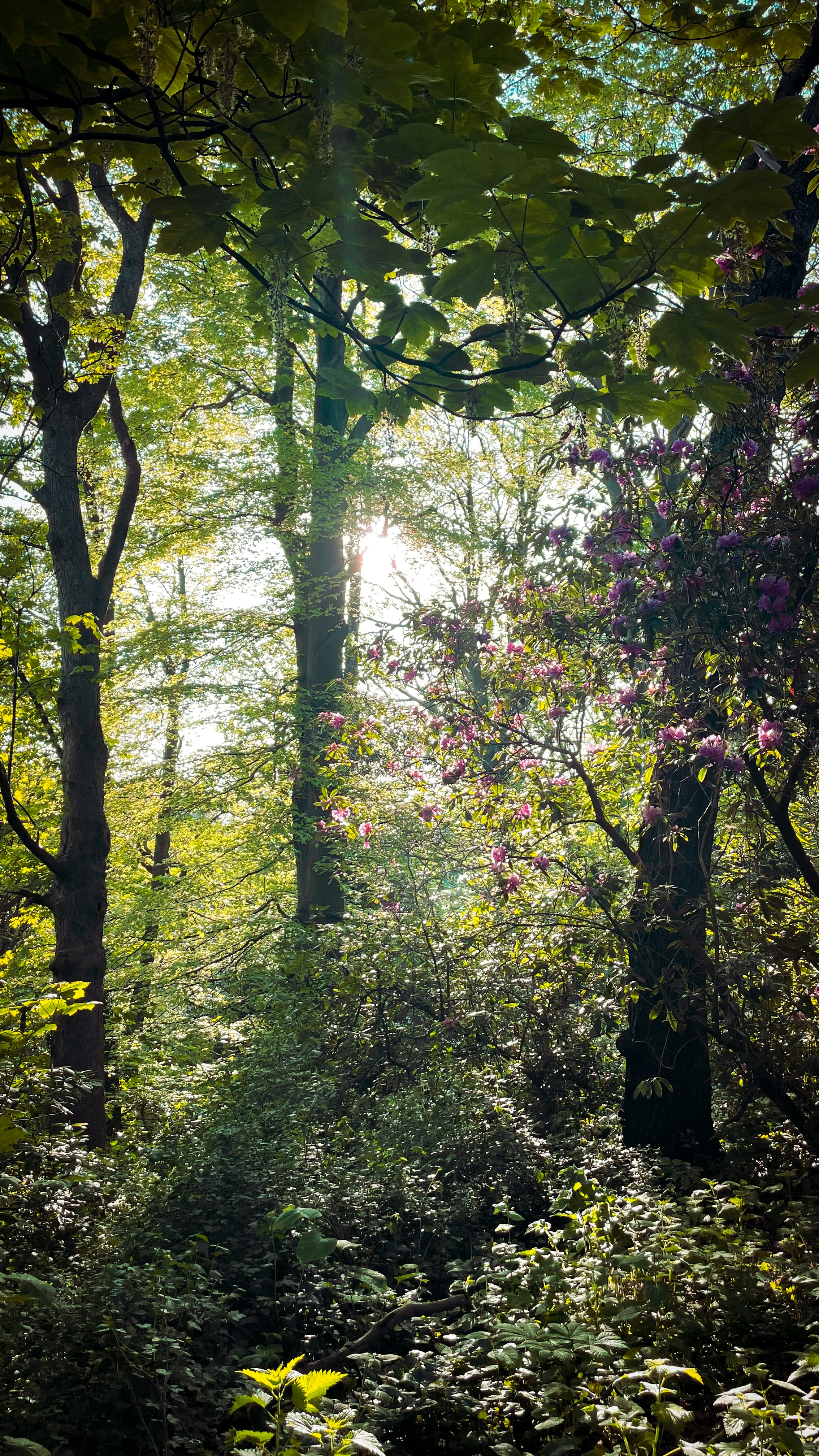 Sunlit Understory: Quiet Dusk Among Green Canopies