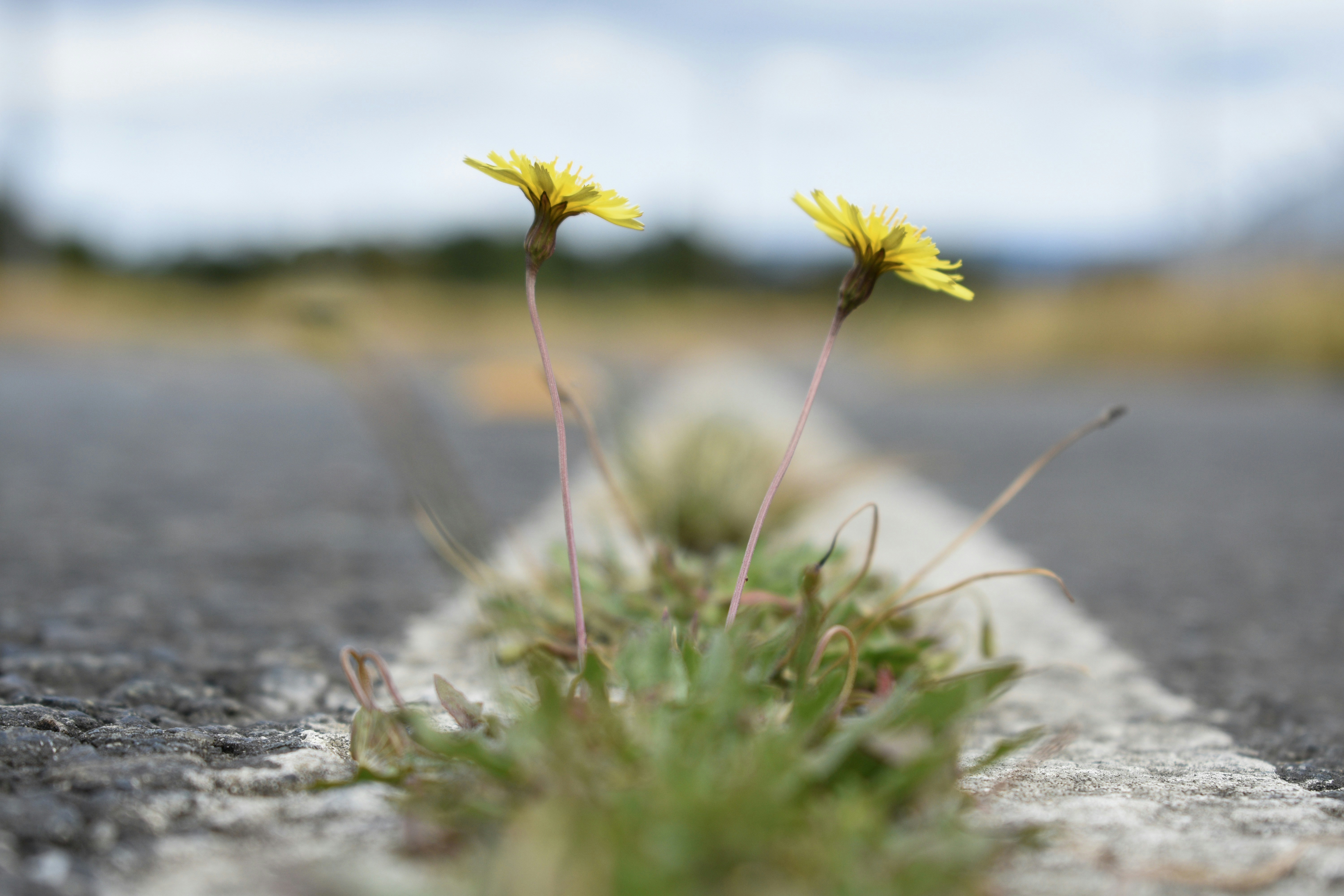Weed on the Line: Tiny Yellow Bloomers Between Roadway Cracks