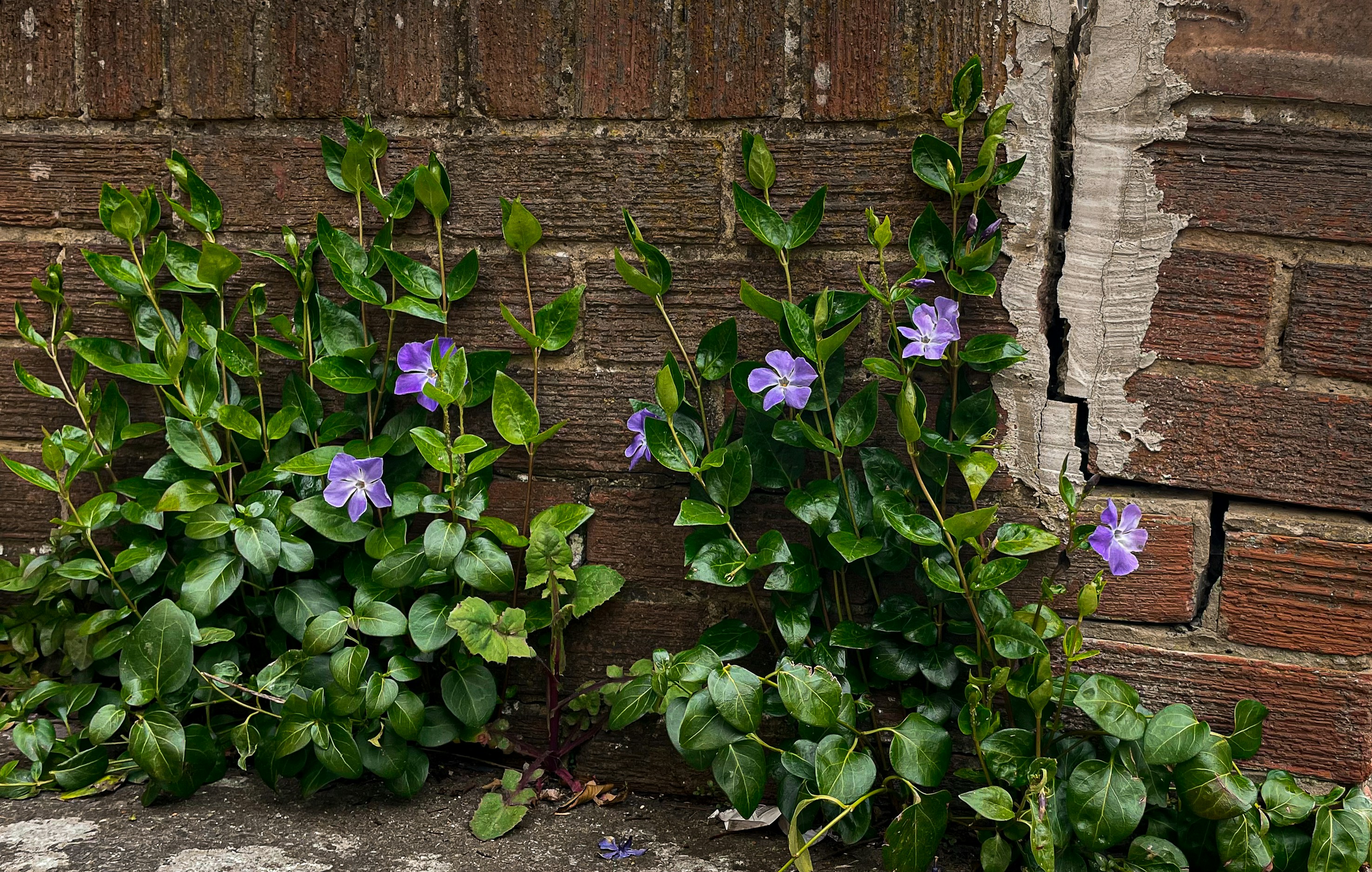 Green Lavish on Brick: Purple Vines by the Wall