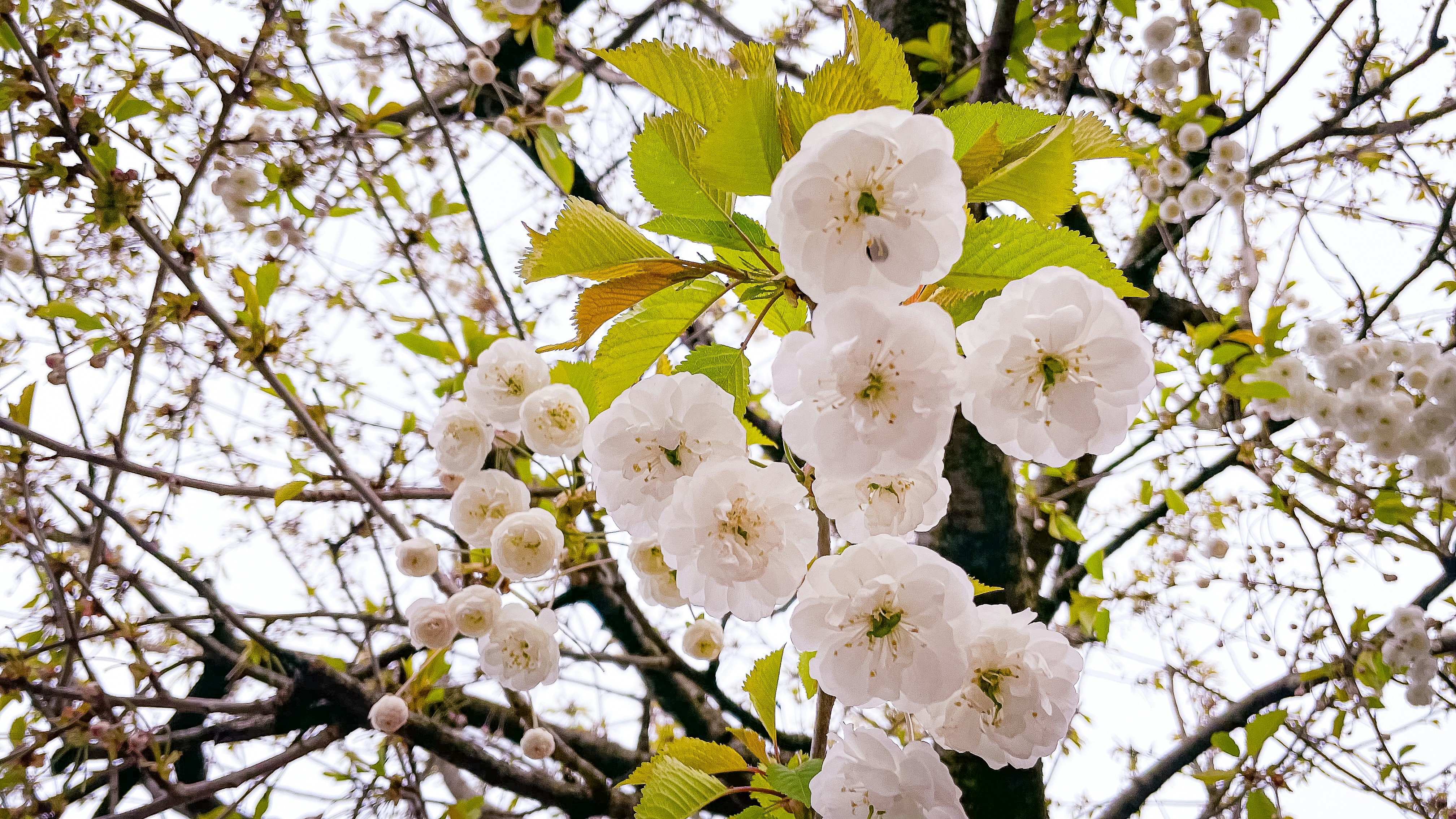 Blossoms in Soft Focus: A Spring Quilted of White Petals
