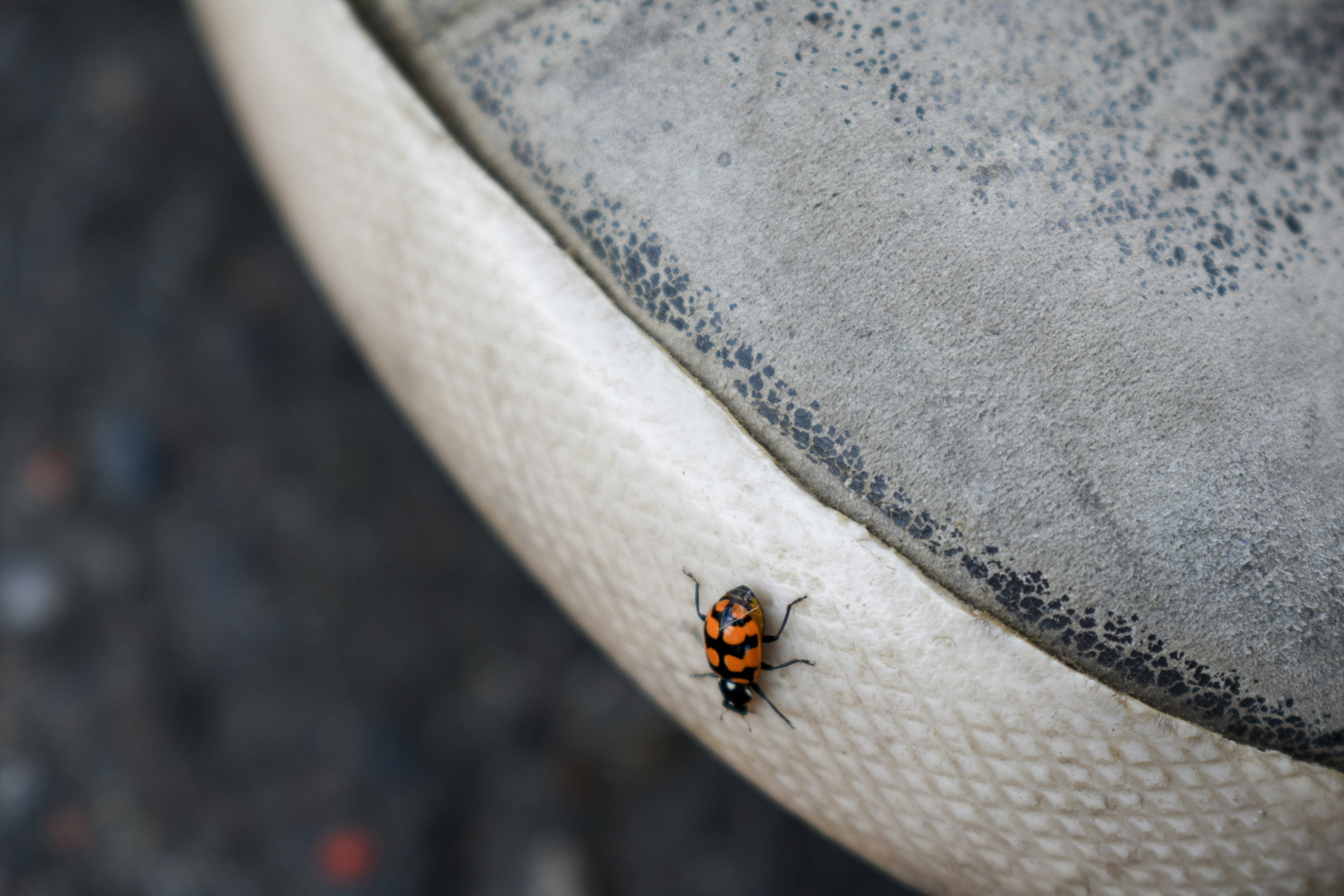 Tiny Beetle on the Edge of a Scuffed Sole