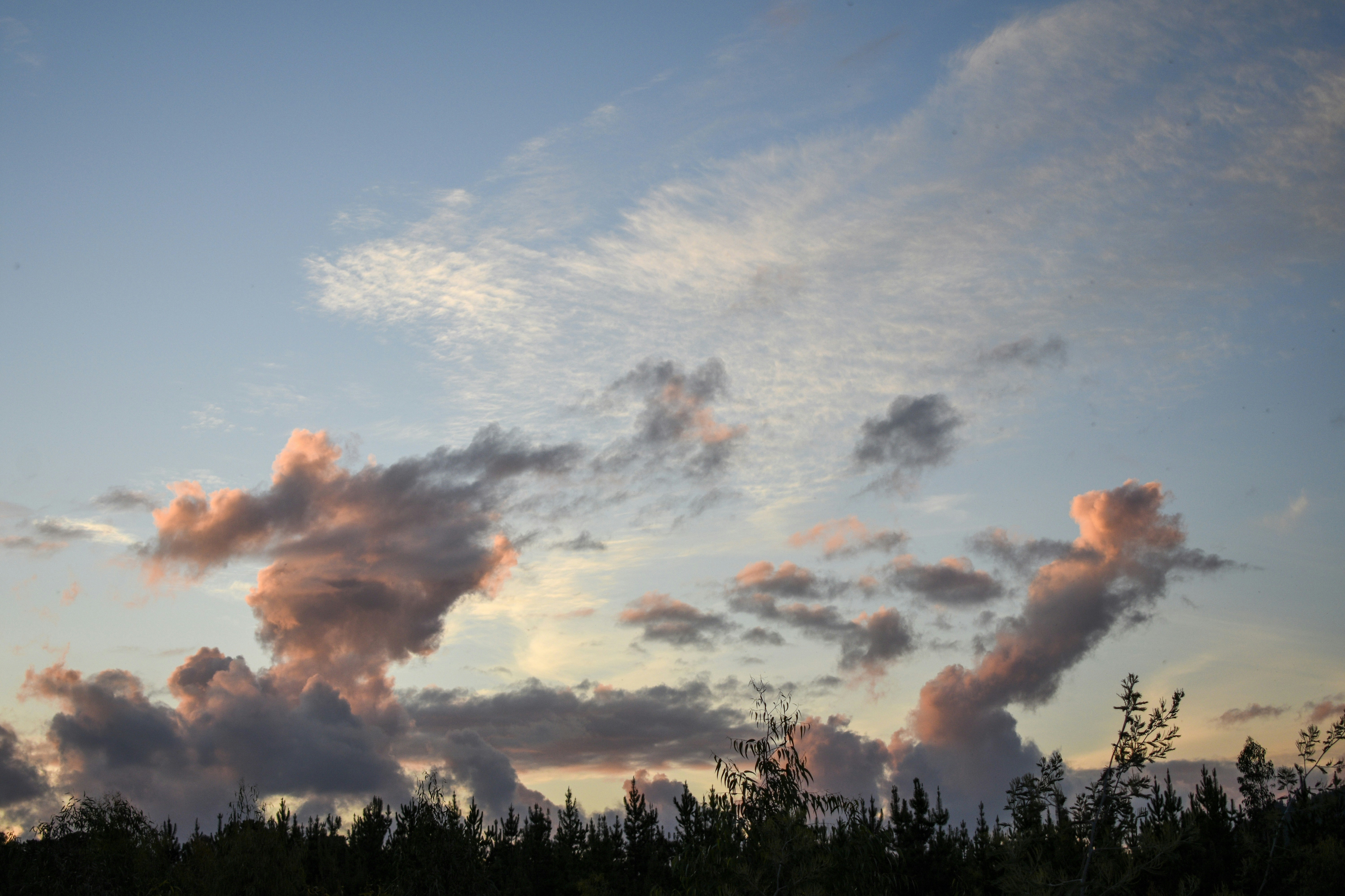 Low Sunlit Clouds Above a Silhouette of Tree Line