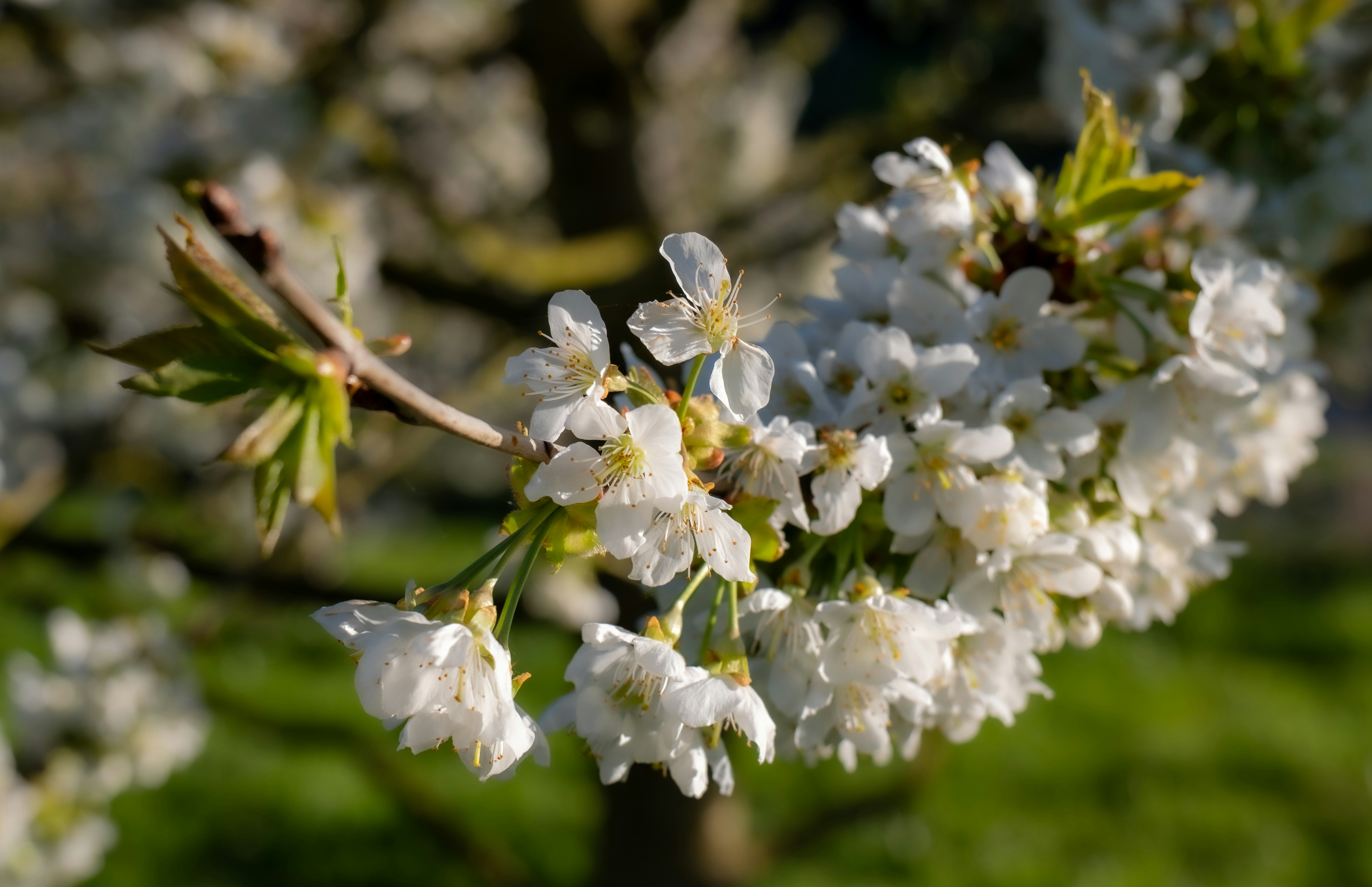Whispering Cherry: White Blossoms in Soft Spring Light