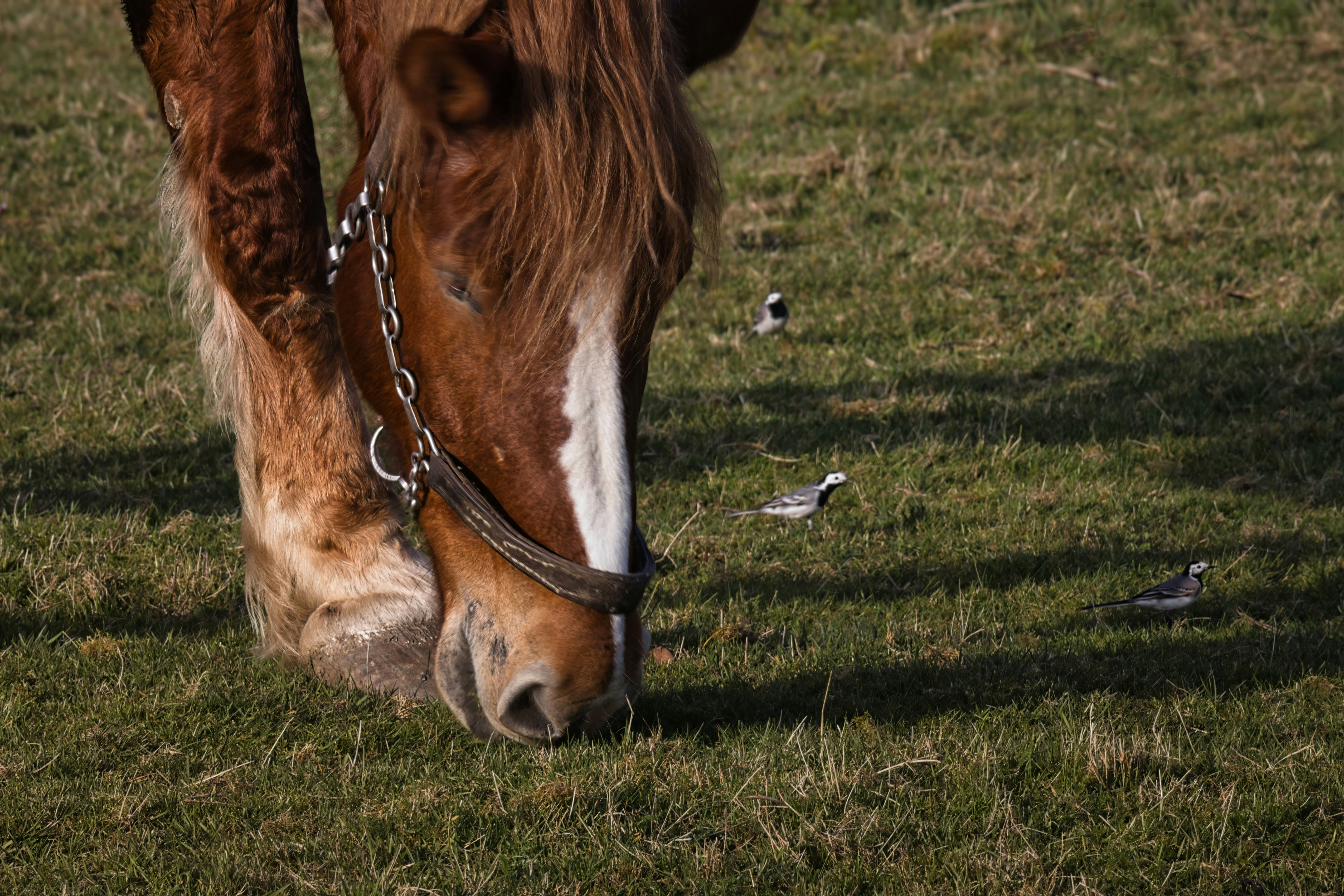 Grazing Moment: A Horse's Quiet Nibble in Sunlit Field
