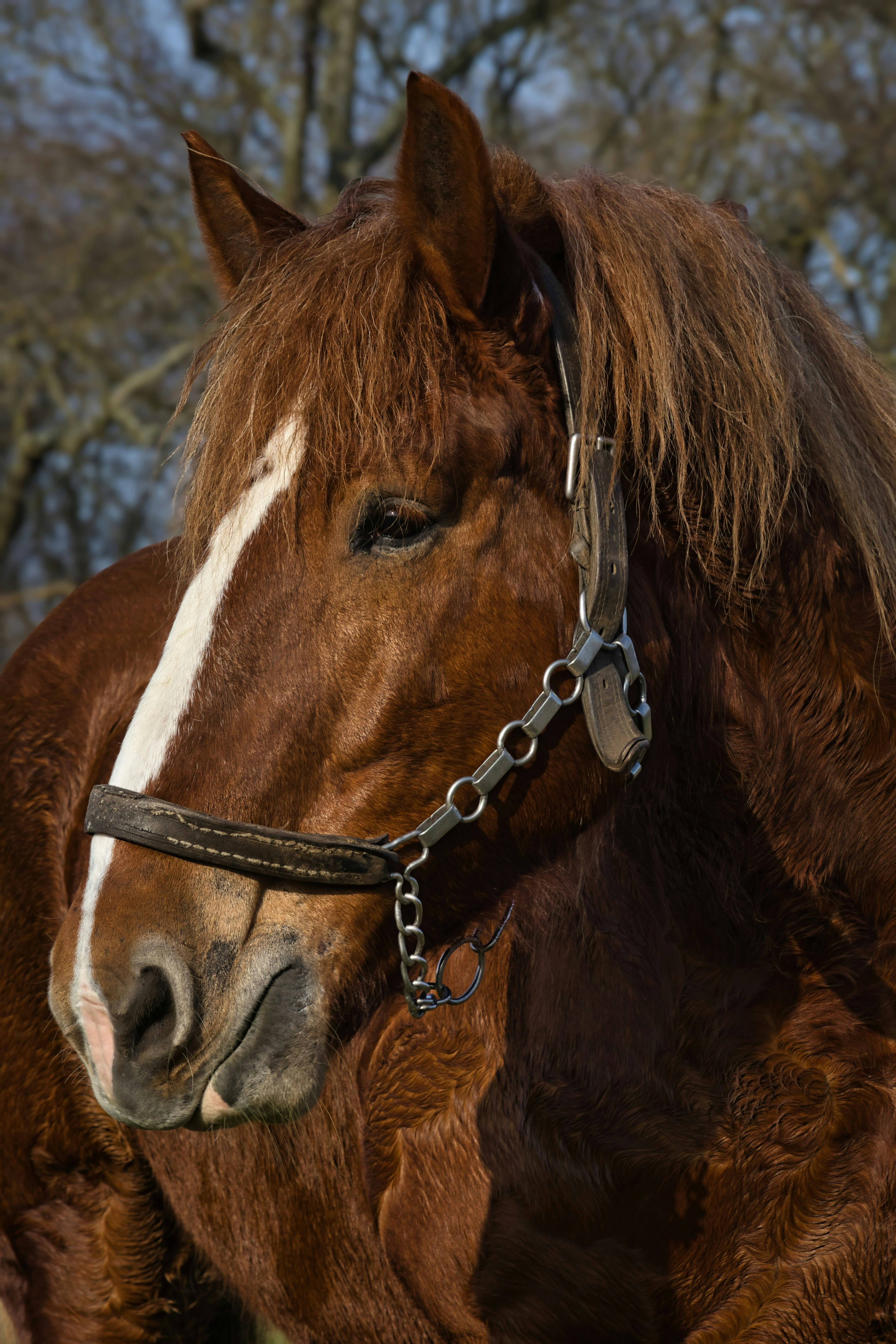 Chestnut Portrait: A Horse’s Gaze in Dappled Spring Light