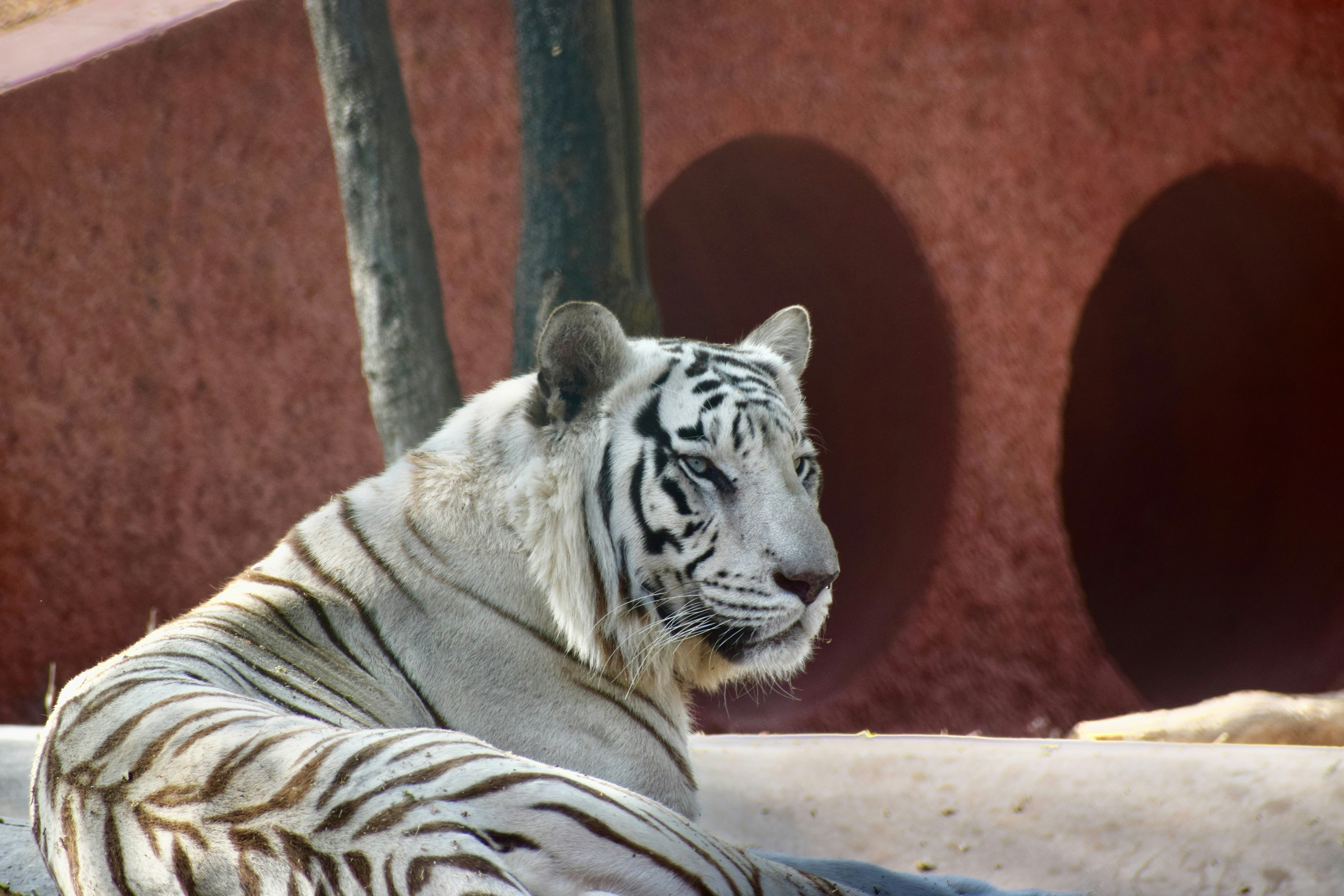 White Tiger at Rest: Gentle Portrait against Red Wall