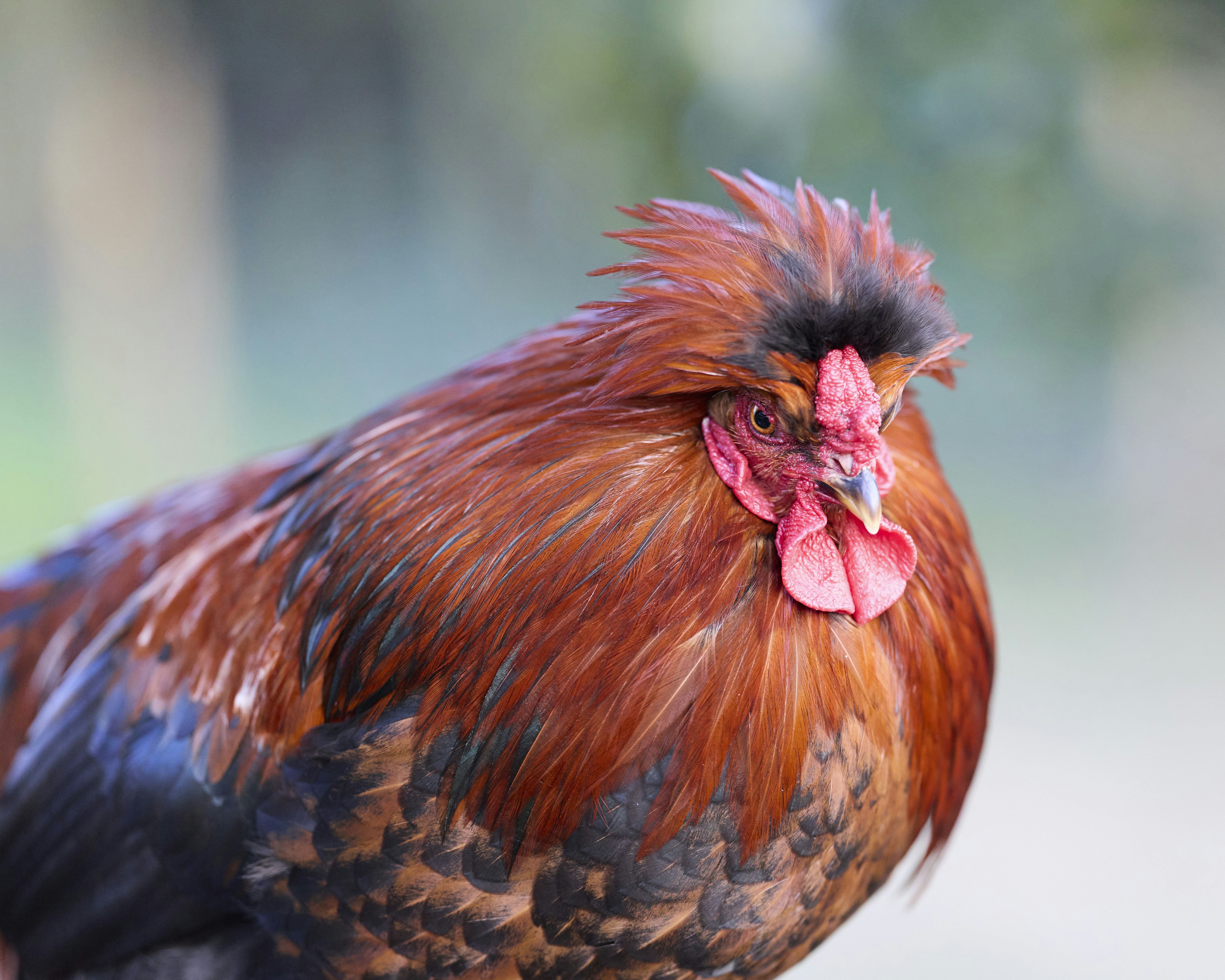Crimson Crest: A Rooster's Portrait in Soft Backdrop