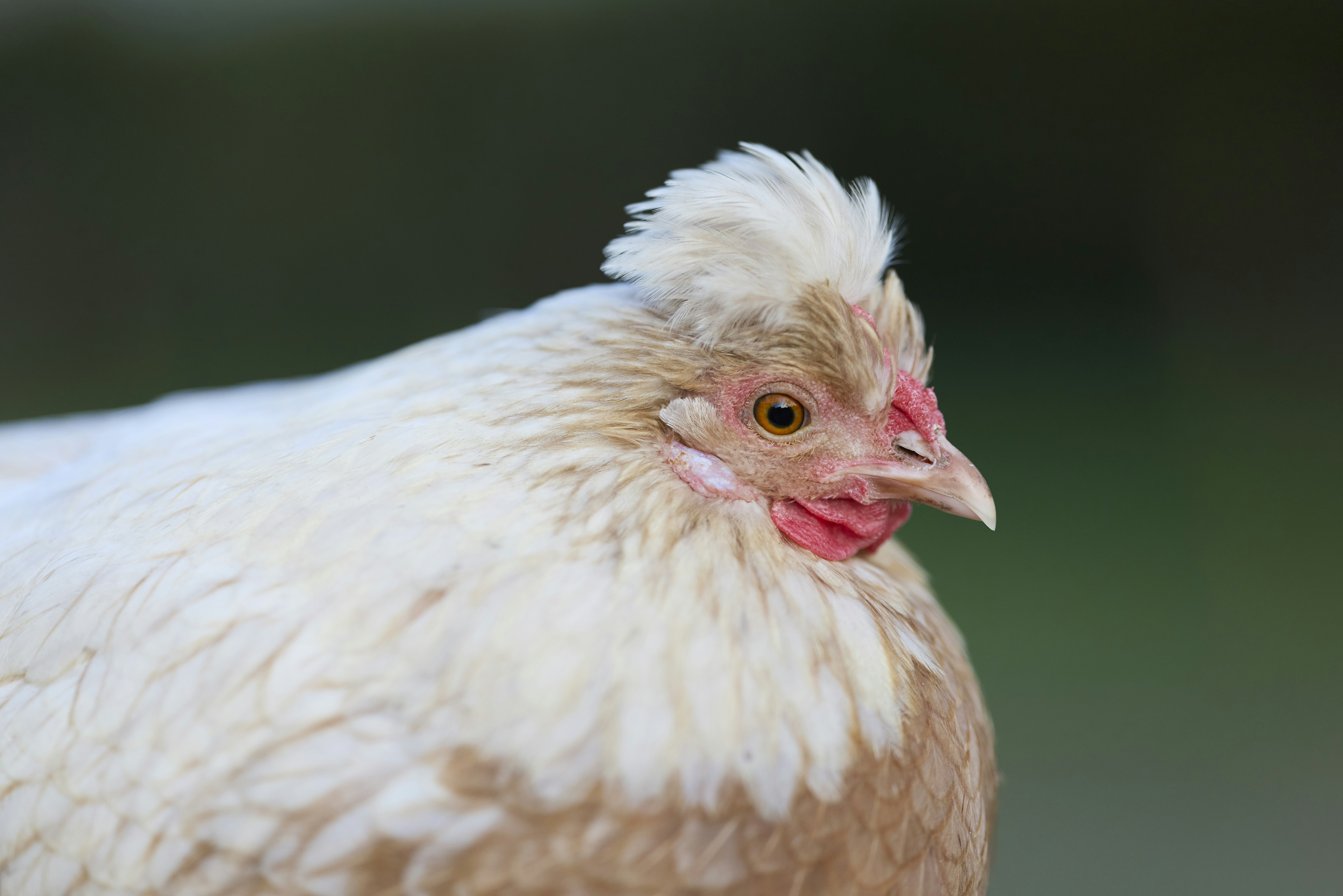 Close-up of a Creamy White Hen: A Calm, Detailed Portrait