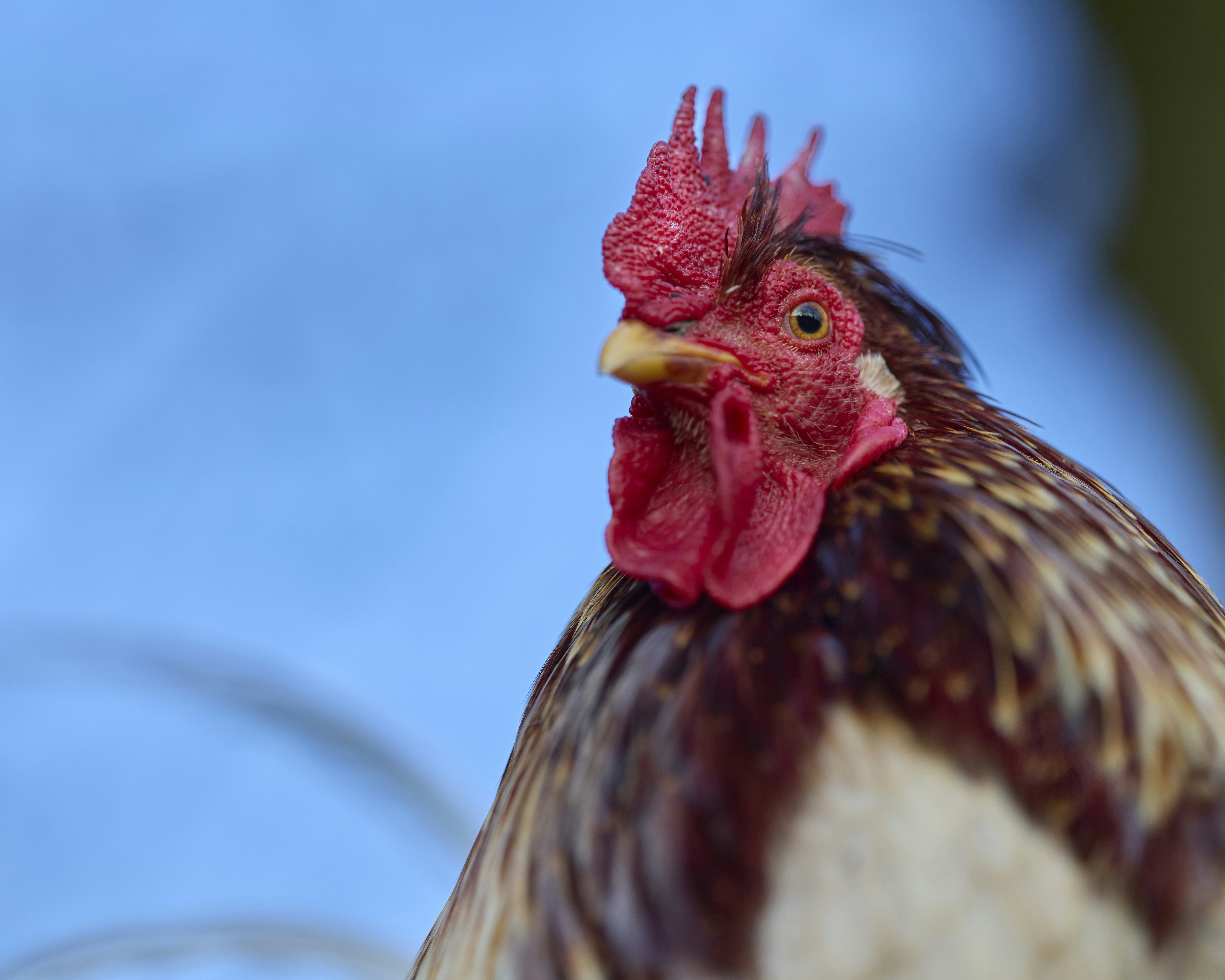 Close-up of a Rooster’s Head: Red Comb, Sharp Eye, Against Cerulean Sky