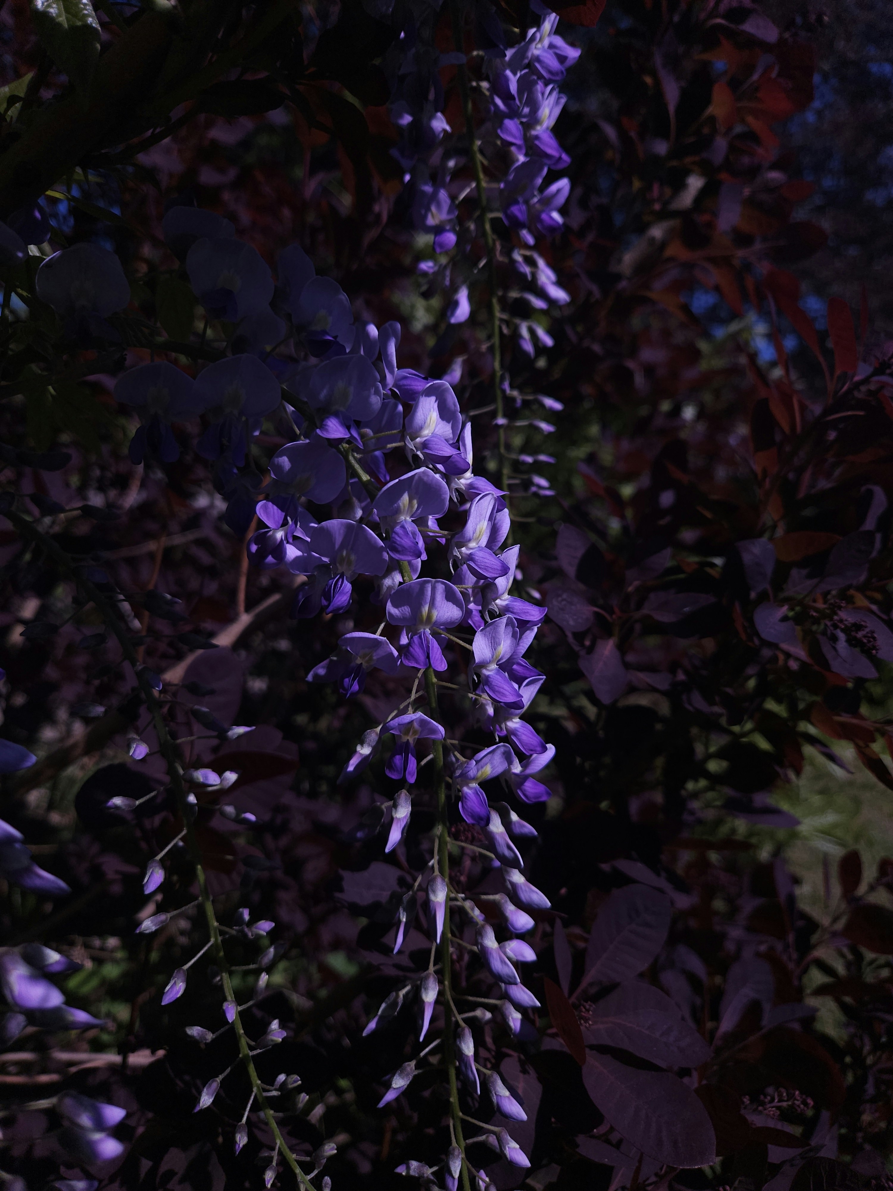 Midnight Pendant: Purple Wisteria in Moonlit Shadow
