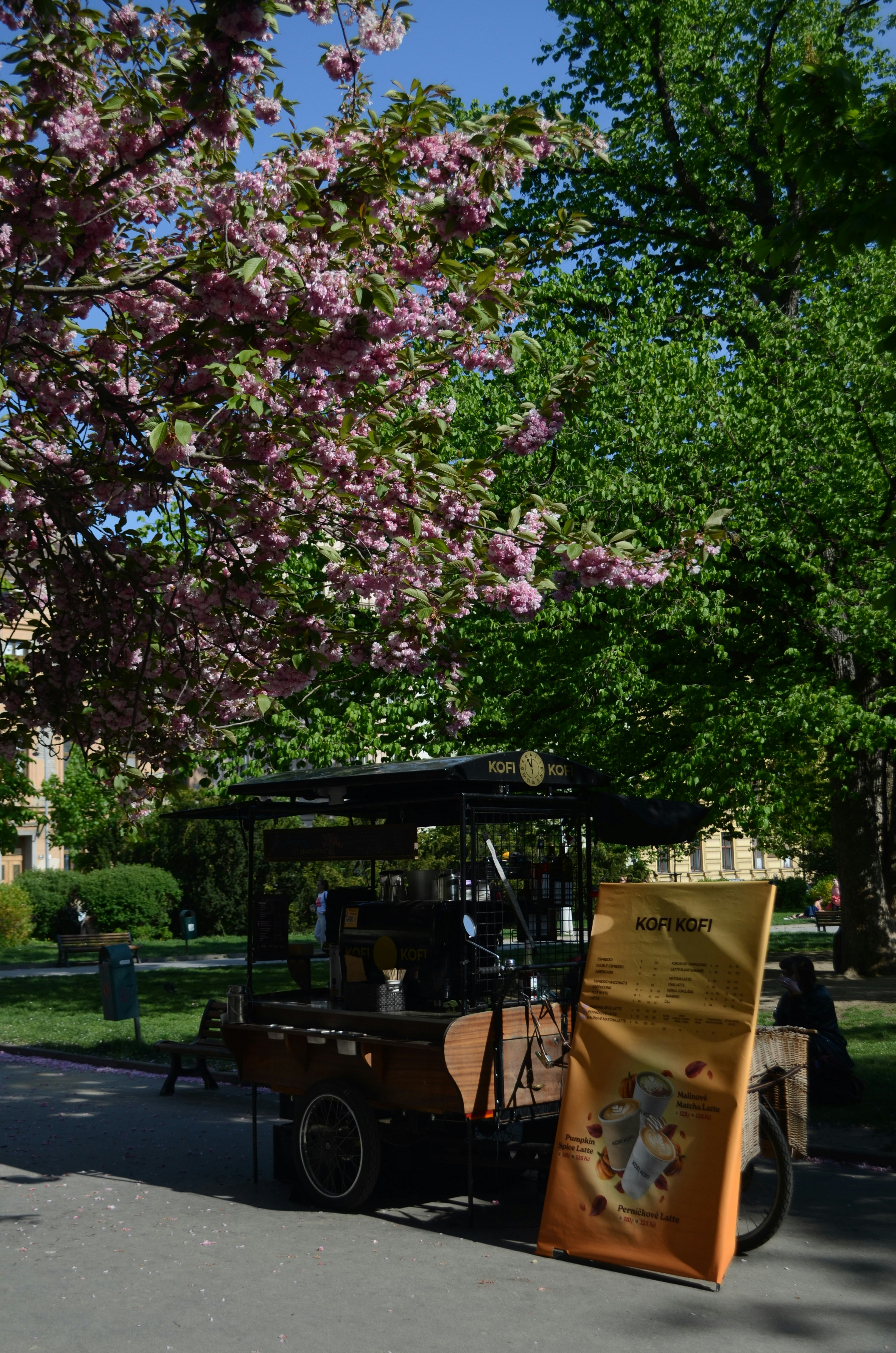 Blossoms and a Coffee Cart under a Park Canopy