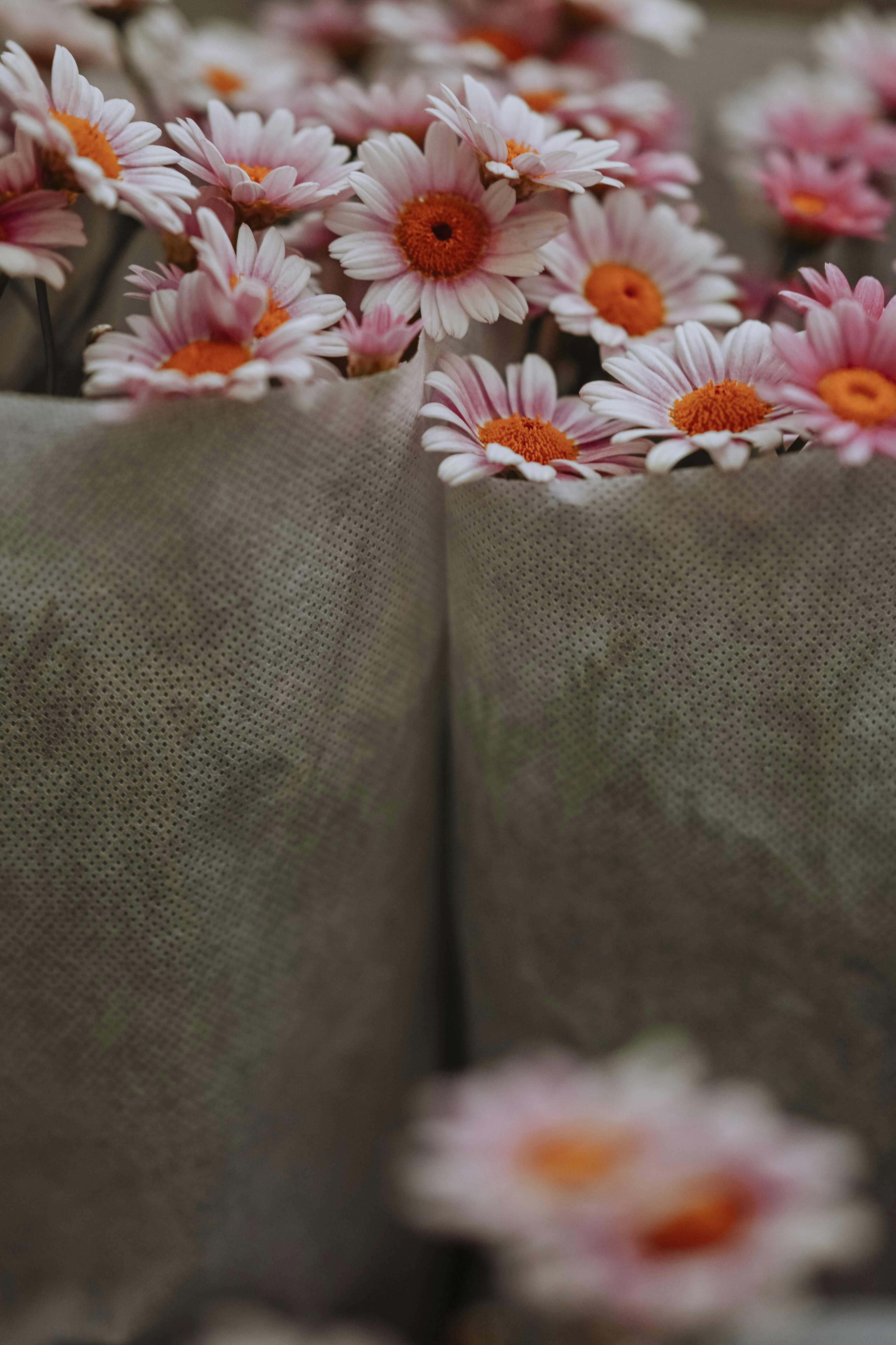 Bouquet of pink Daisies in Burlap Vessels with Soft Depth