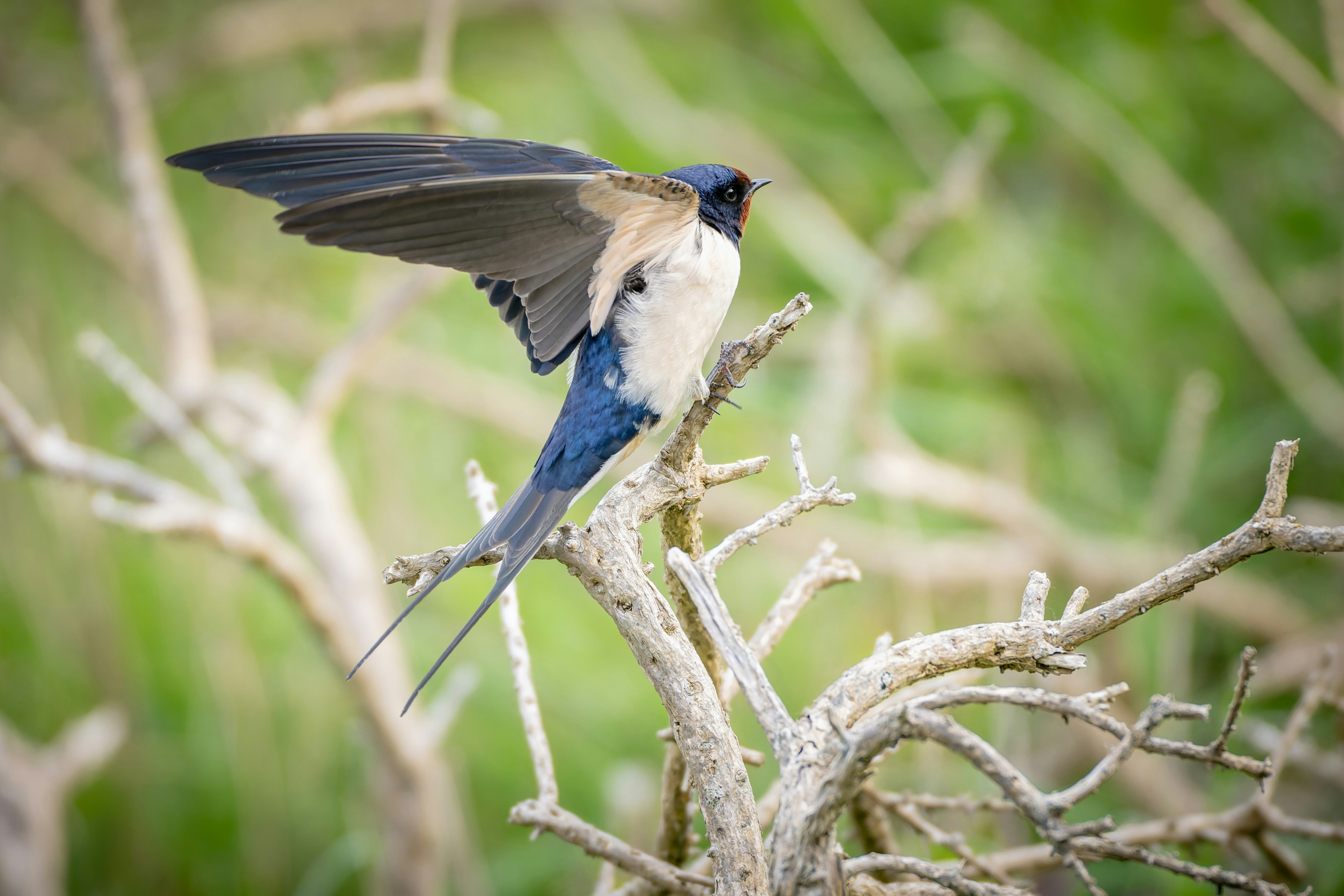 Azure-hooded Swallow Raising Wings on a Tangle of Branches
