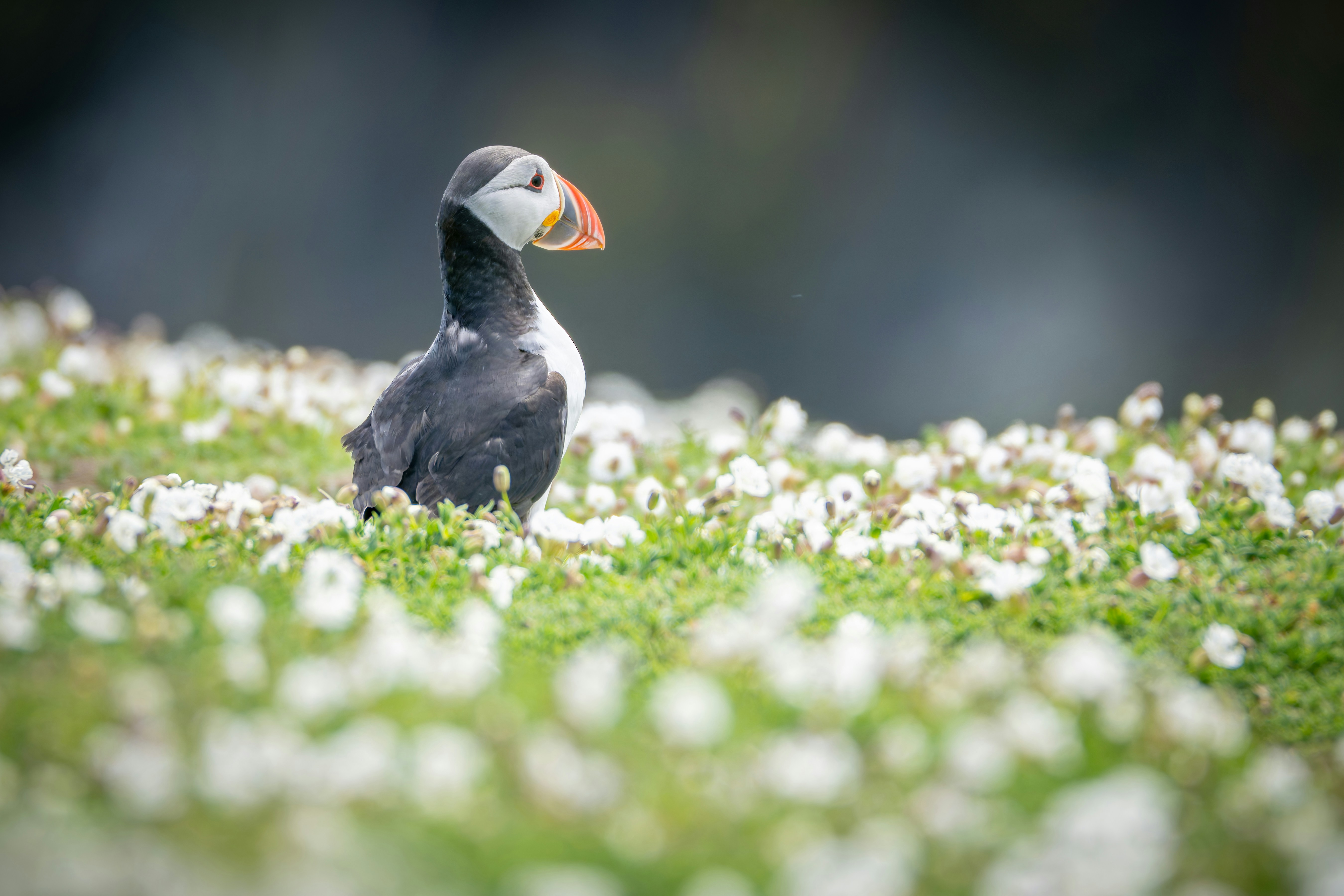 Portrait of a Puffin in a Sea of White Petals