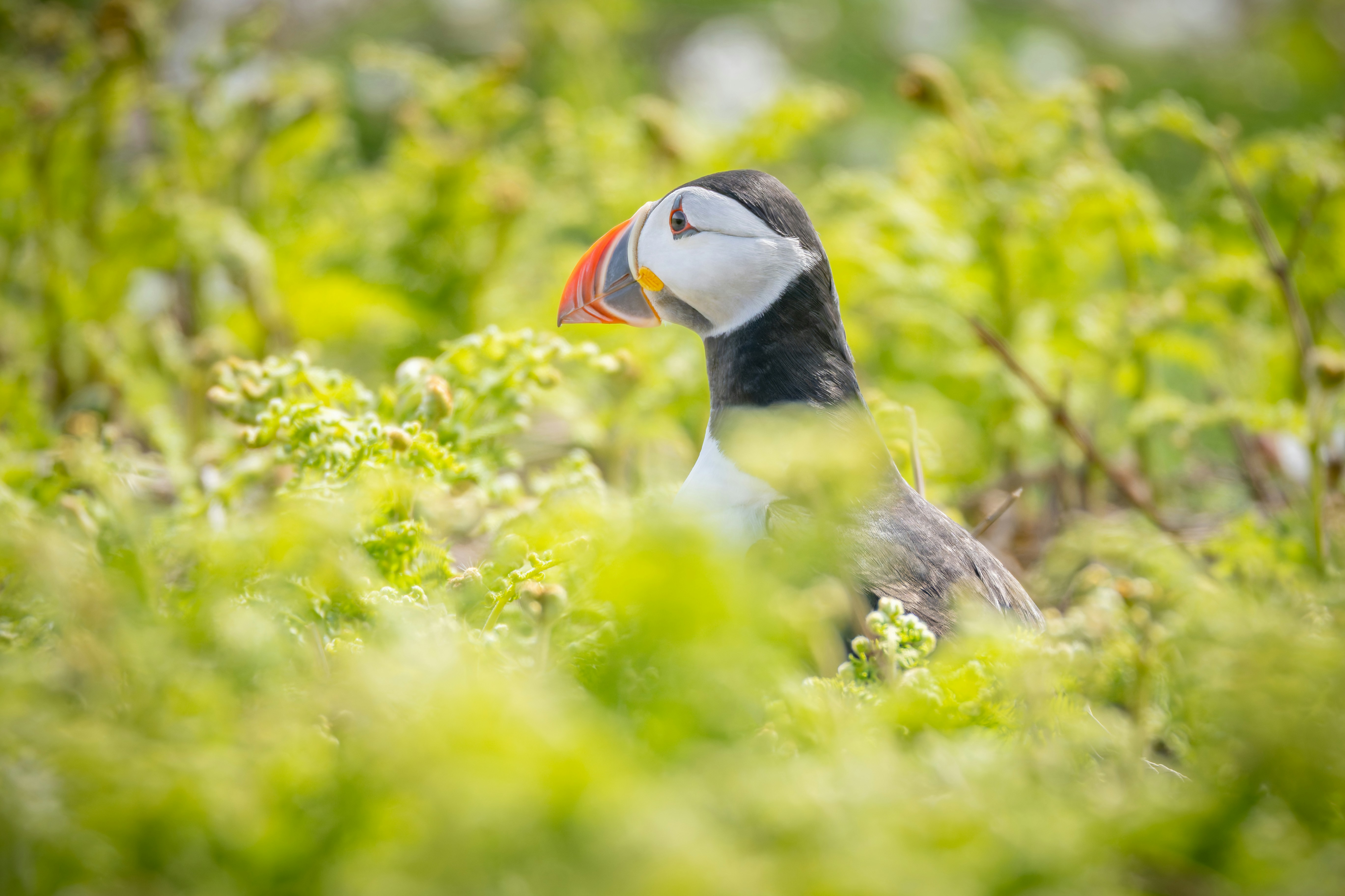 Close-Range Puffin Portrait in Dappled Green