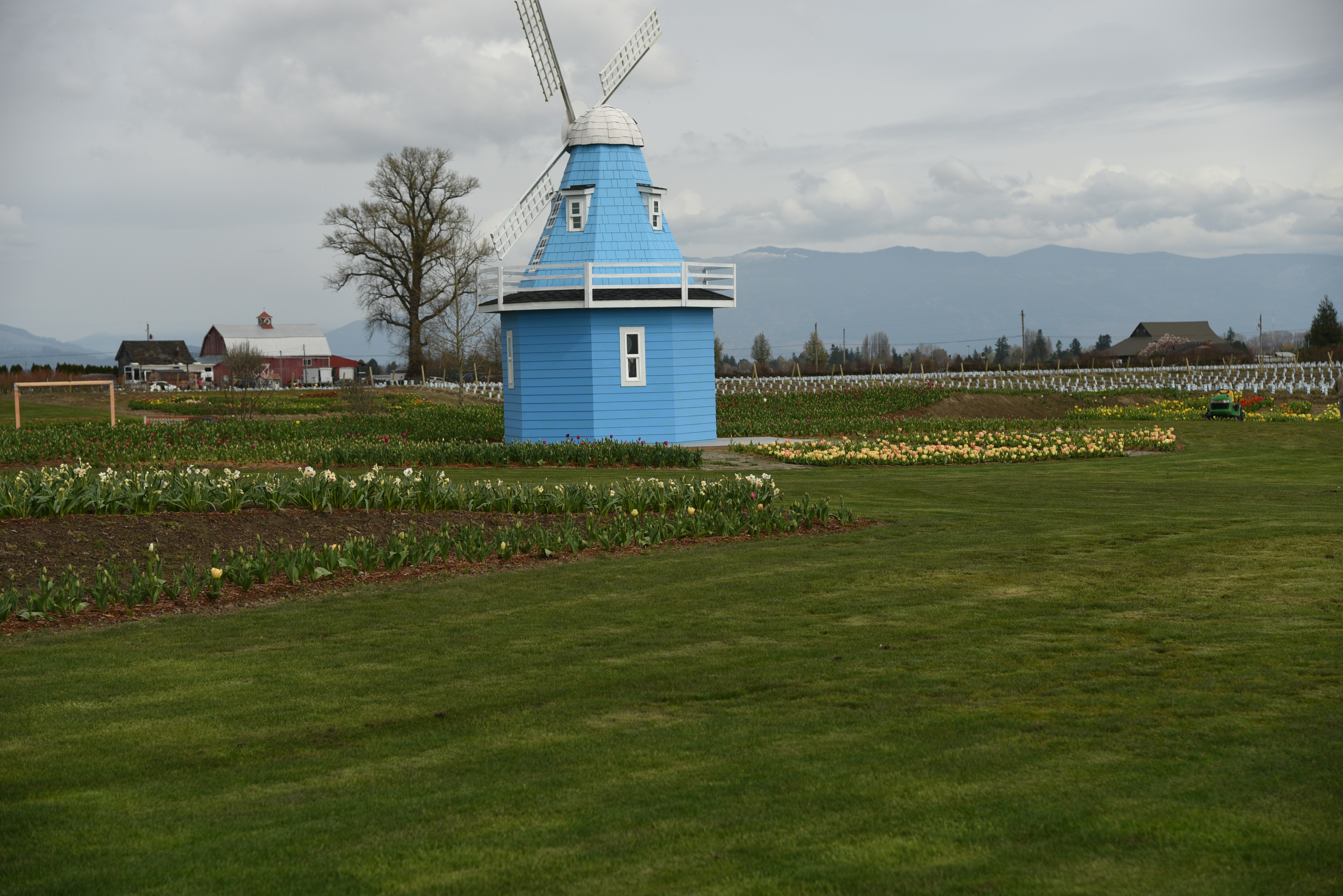 Blue Windmill Amid Neat Tulip Rows in a Calm Park