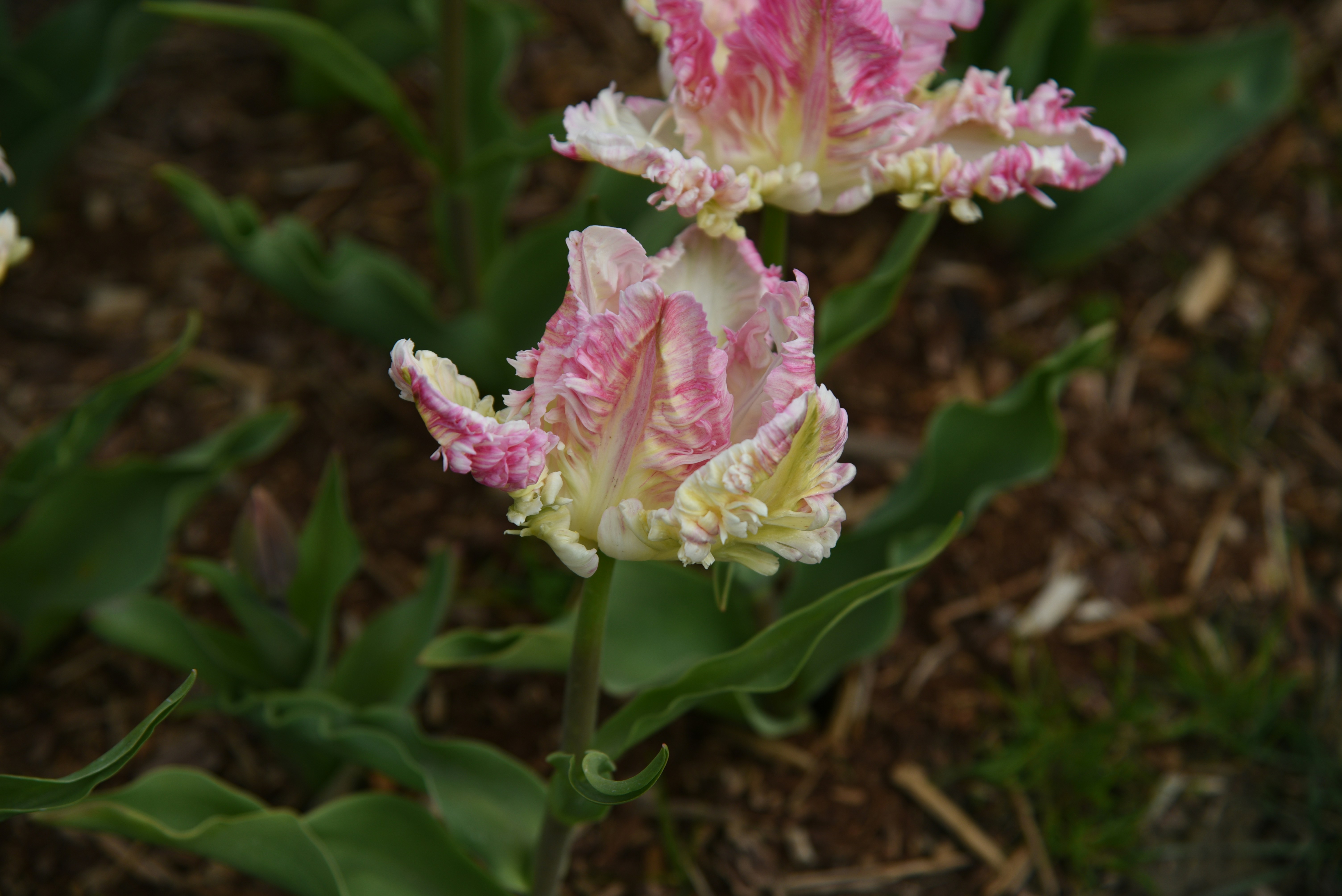 Petal Tapestry: Pink-White Tulip Fragments in Mulch Bed