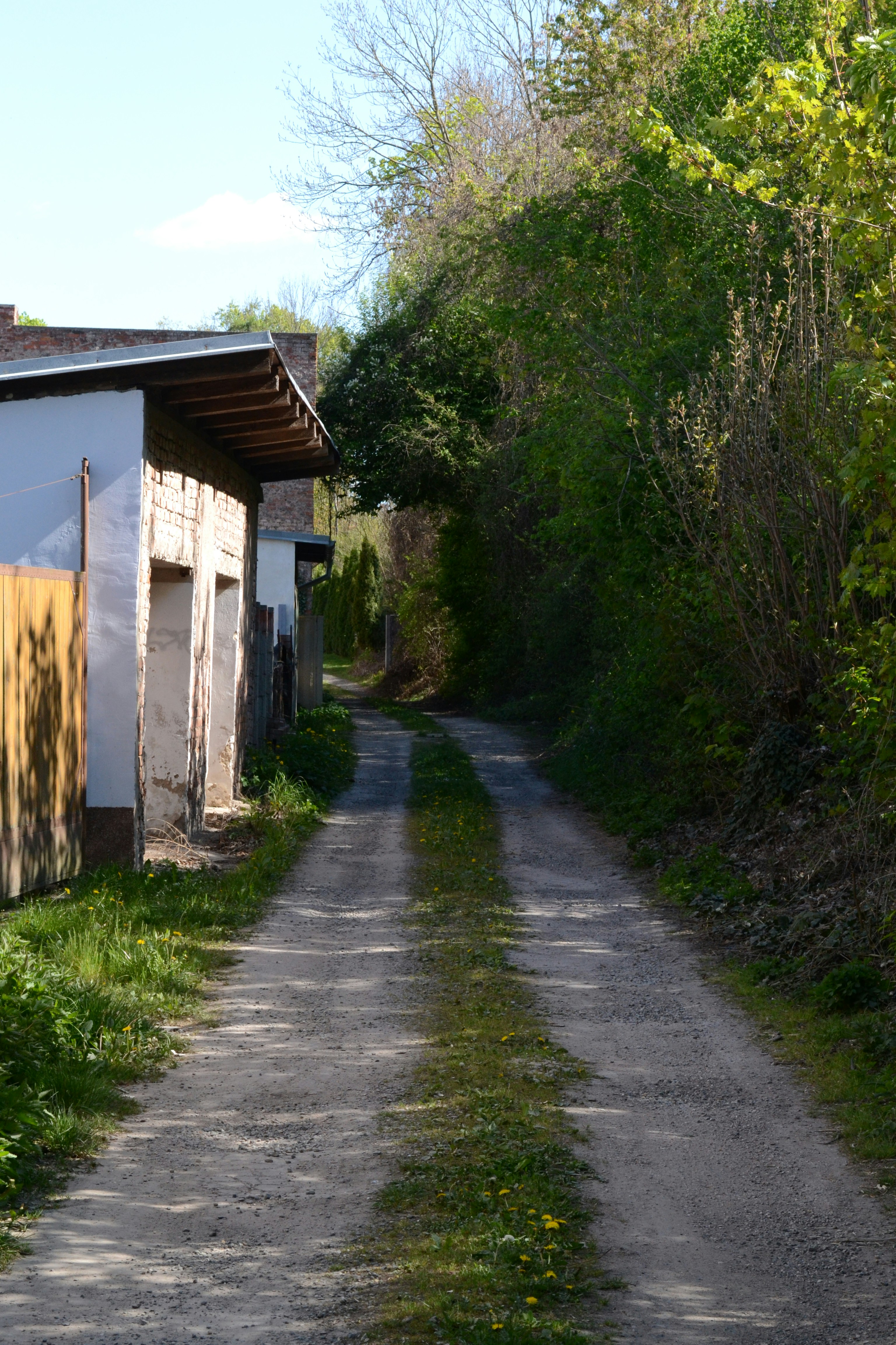 Sunlit Lane: A Quiet Path Between Rustic Structures and Dense Foliage