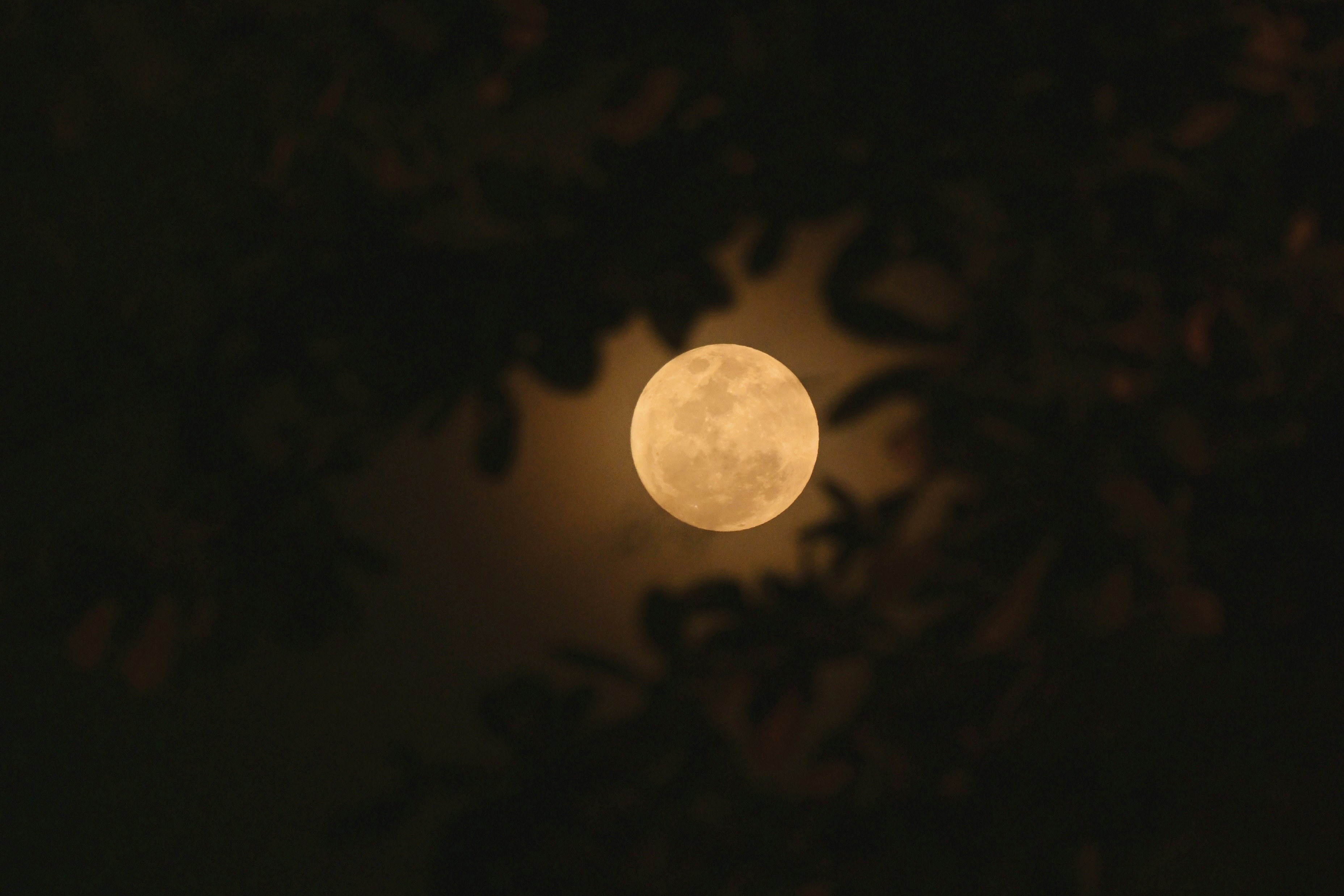 Lunar Beacon Behind Quiet Foliage