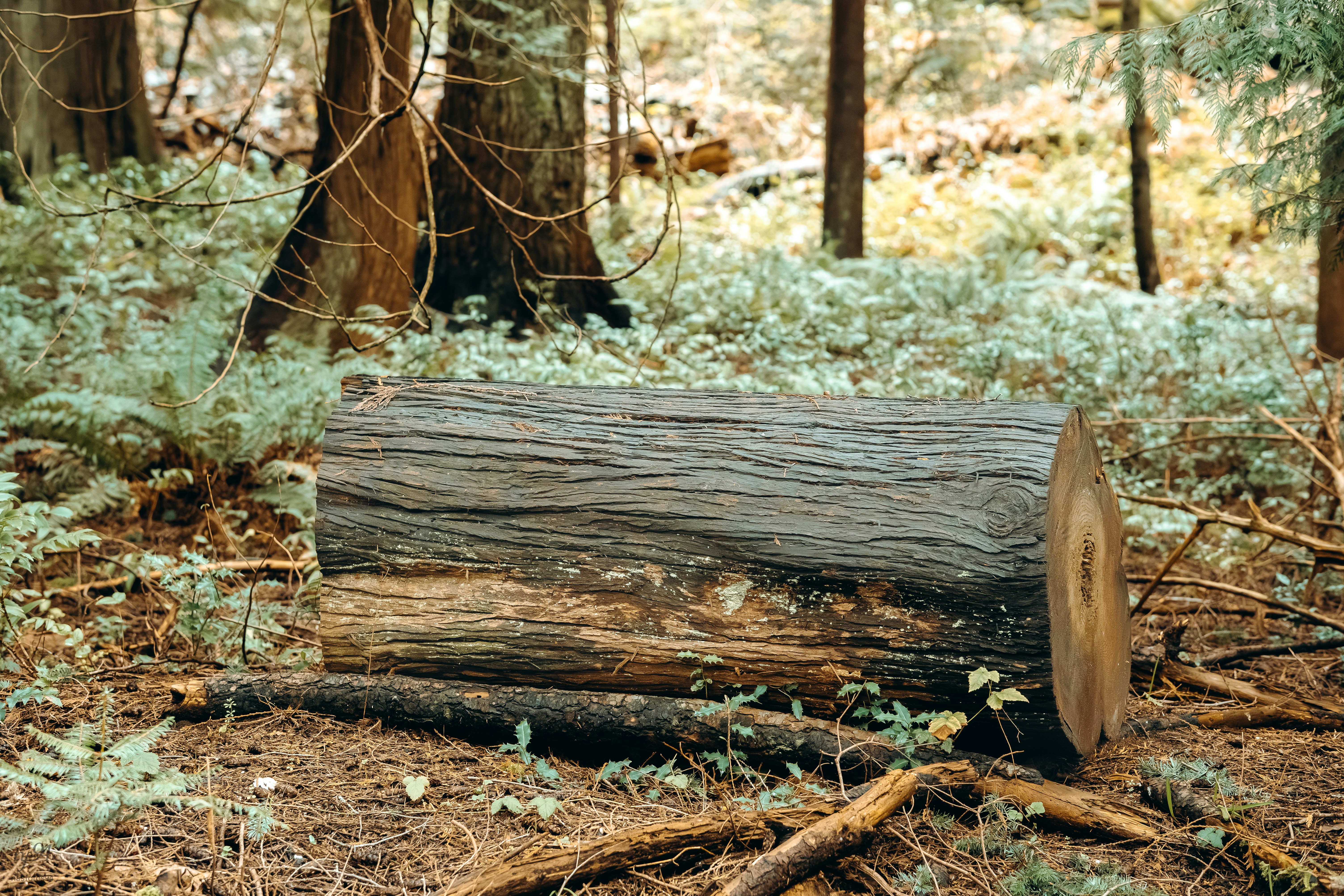 Forest Sentinel: A Fallen Log Resting among Quiet Pines