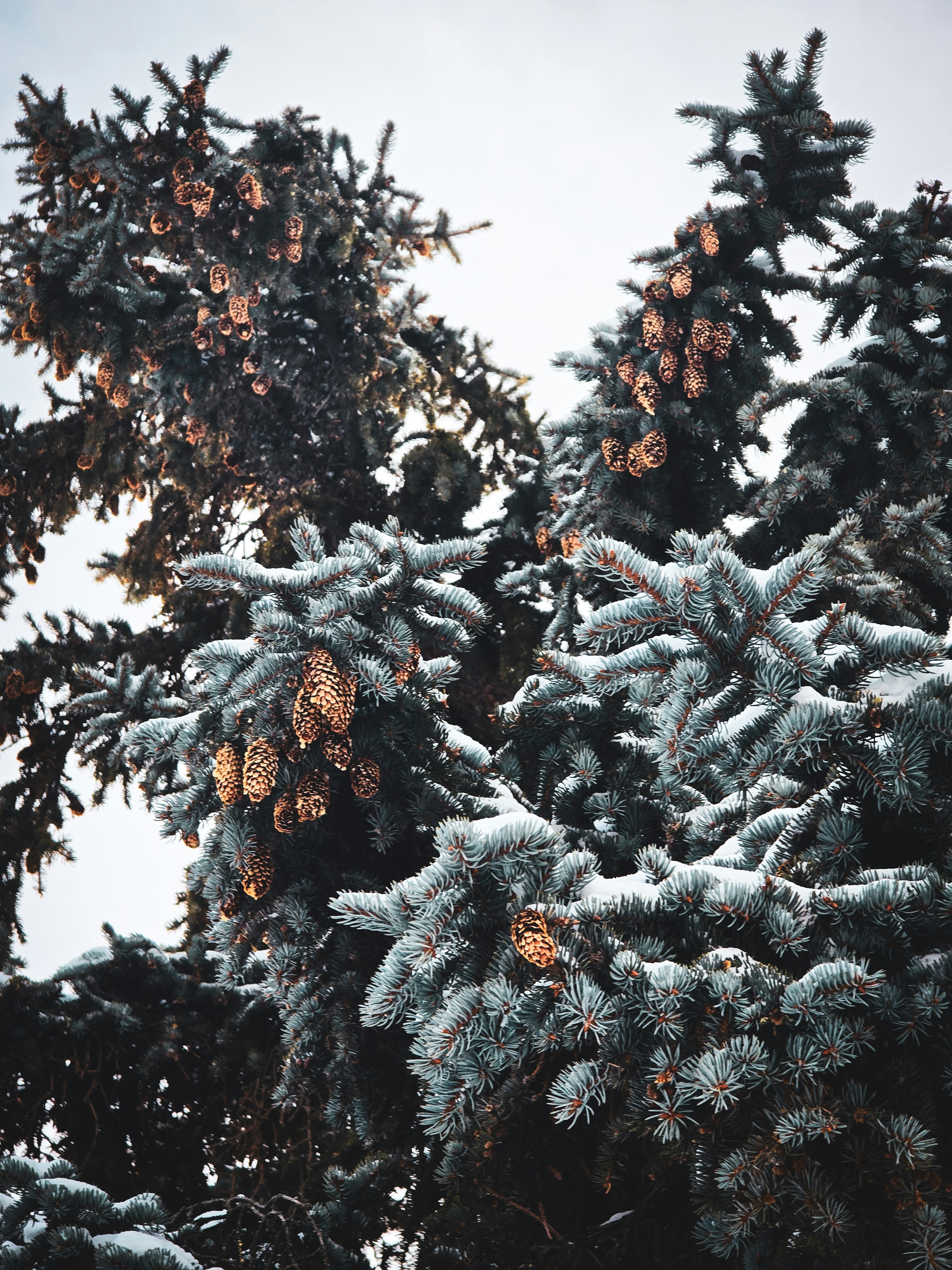 Snow-laden Spruces with Cone Clusters Framing a Quiet Winter Sky