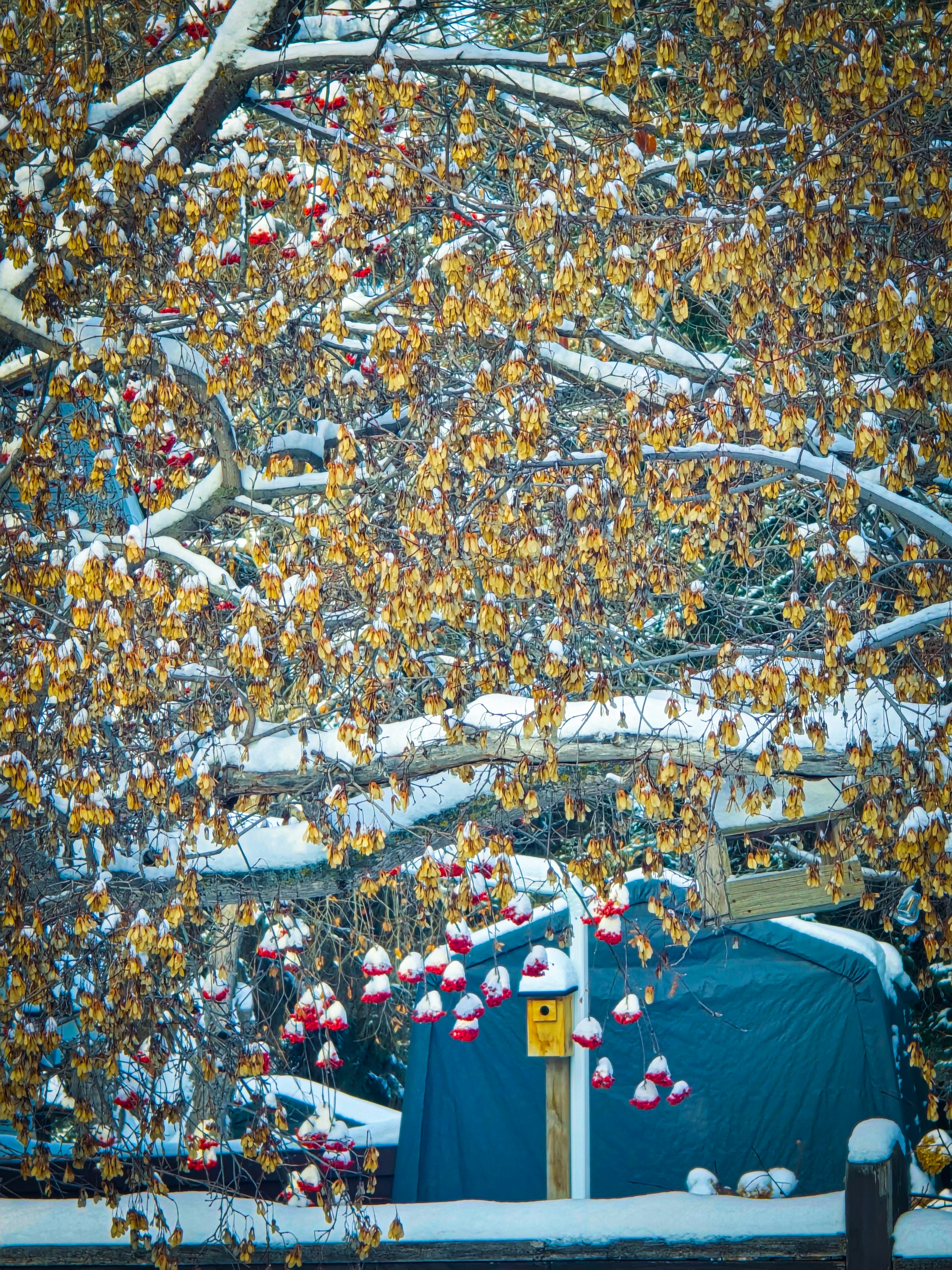 Winter canopy over a hidden yard: yellow leaves, snow and blue tarps