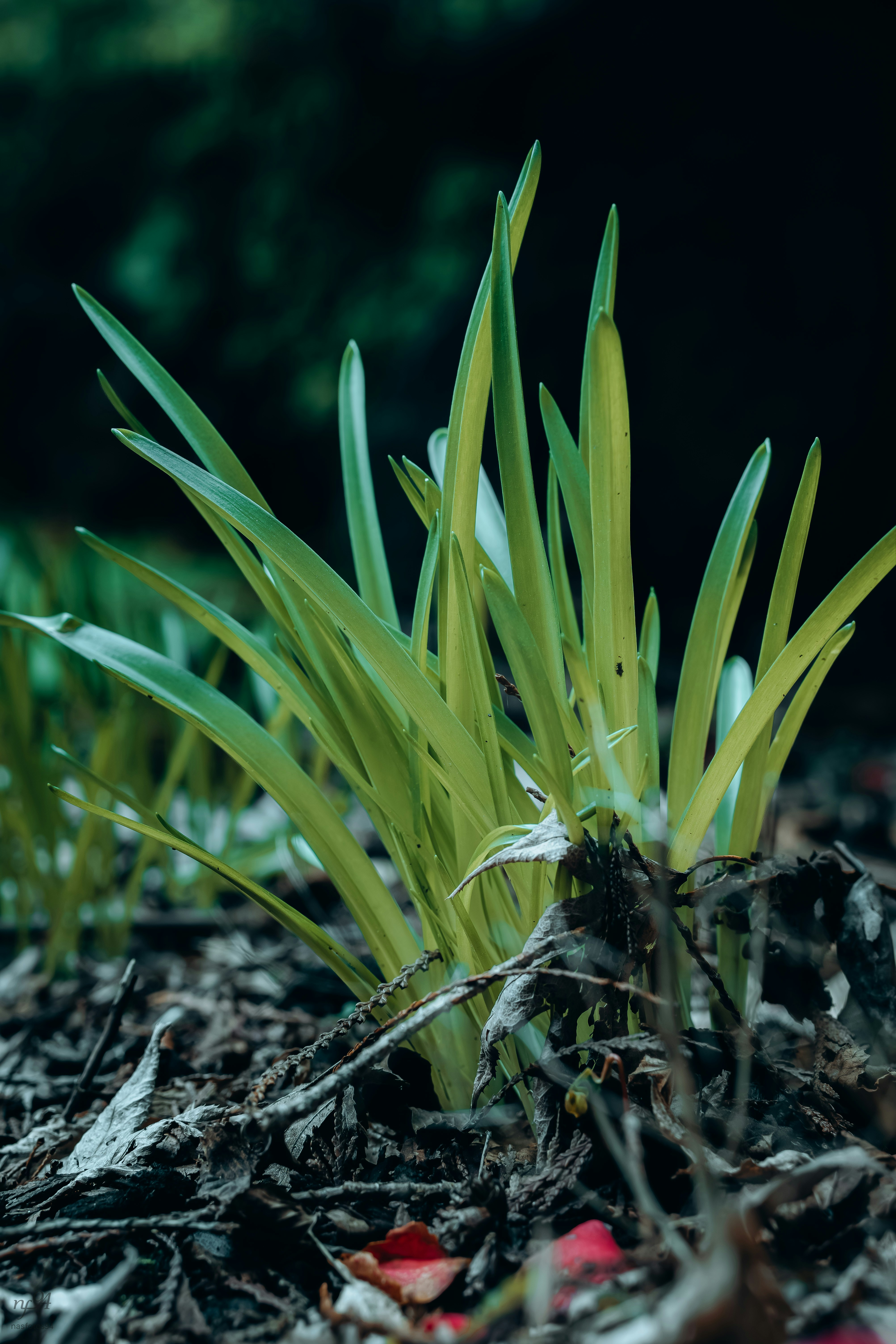 Emerald Sprouts Rising from Charred Ground
