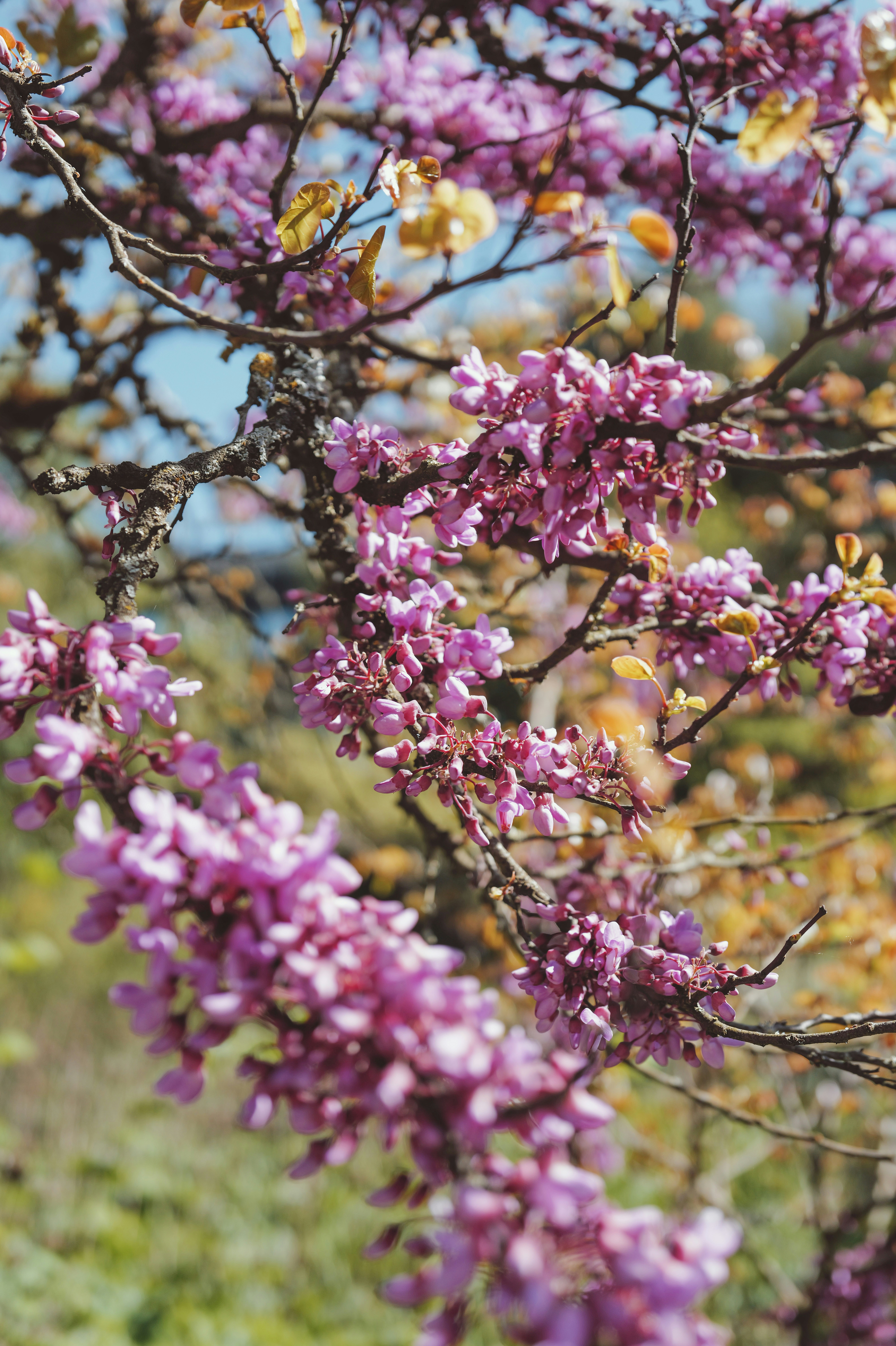 Pink blossoms on a tree branch in spring photo – Free Spring Image on ...
